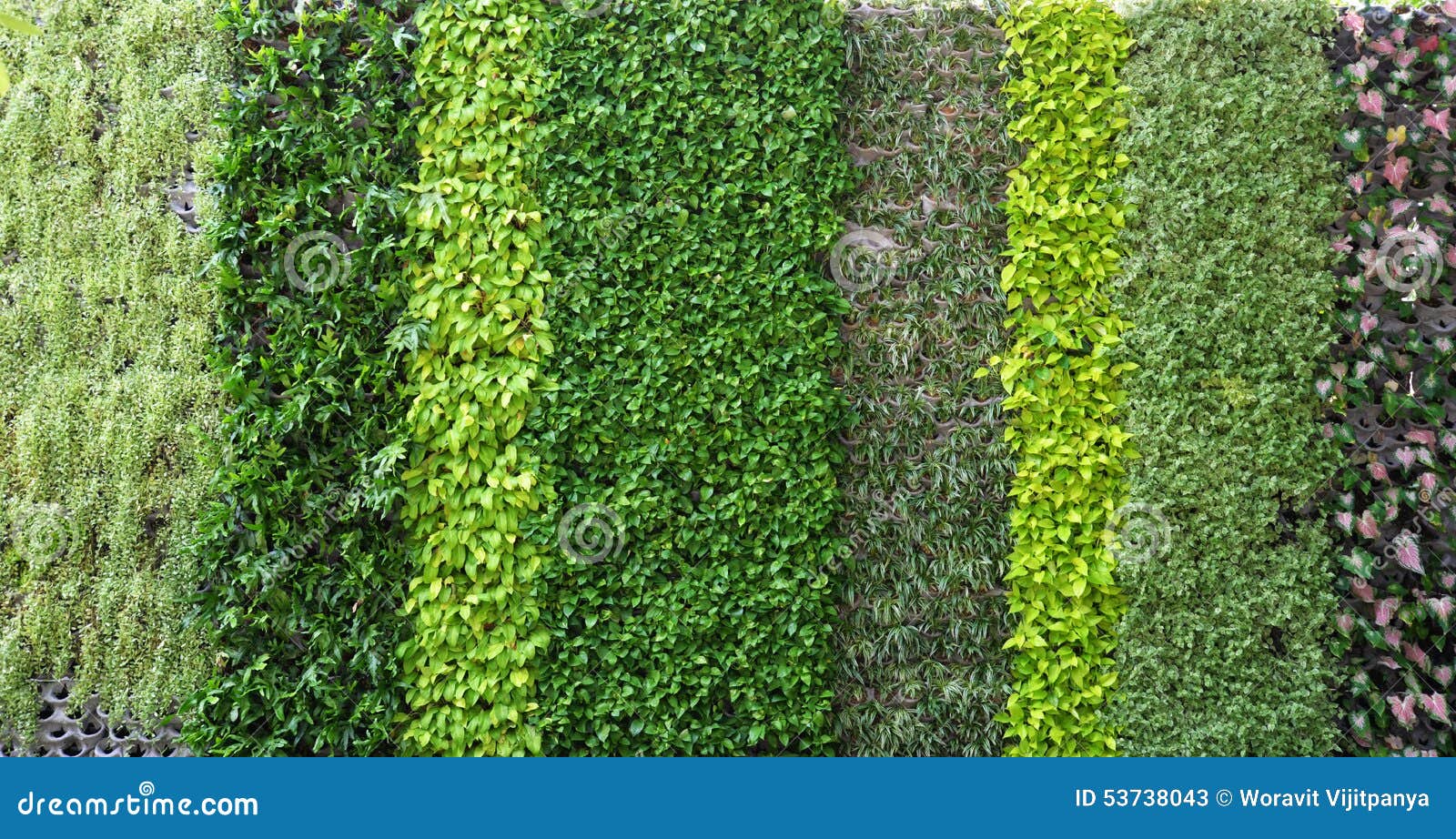Background plant stock image. Image of vibrant, decorative - 53738043