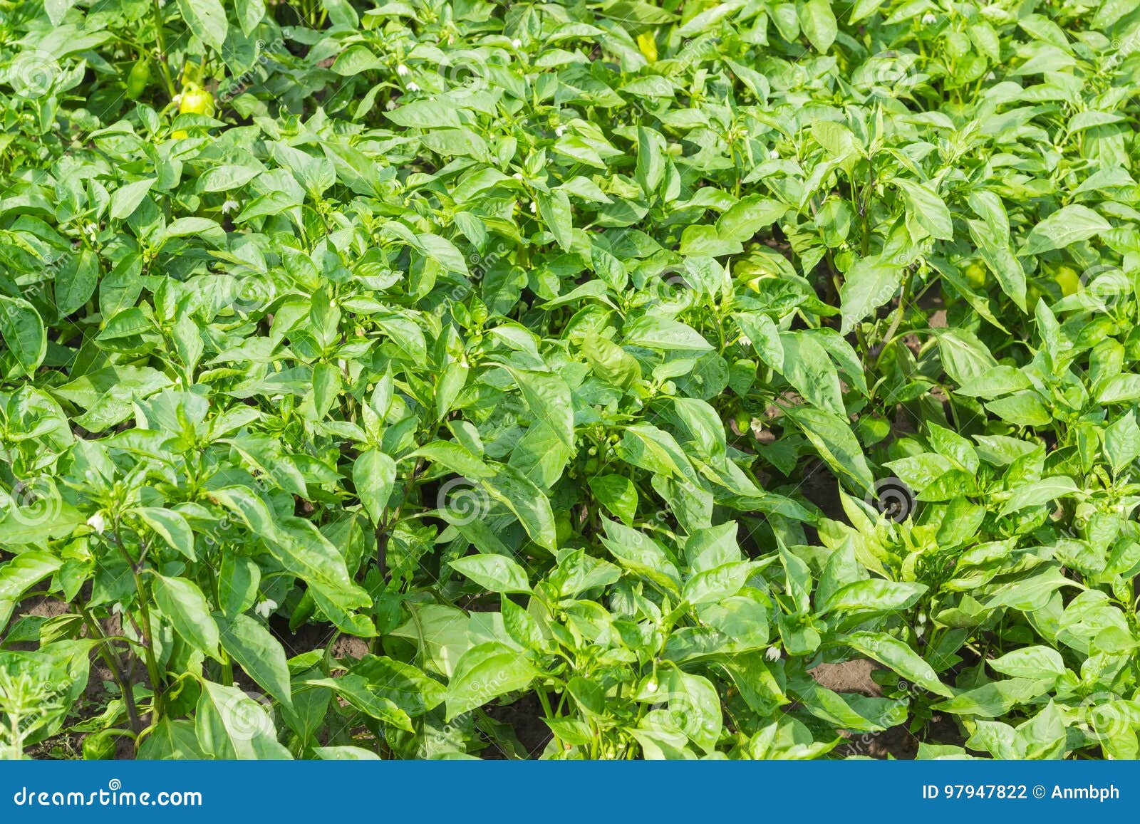 Background of a Plantation of the Maturing Bell Pepper Stock Photo ...