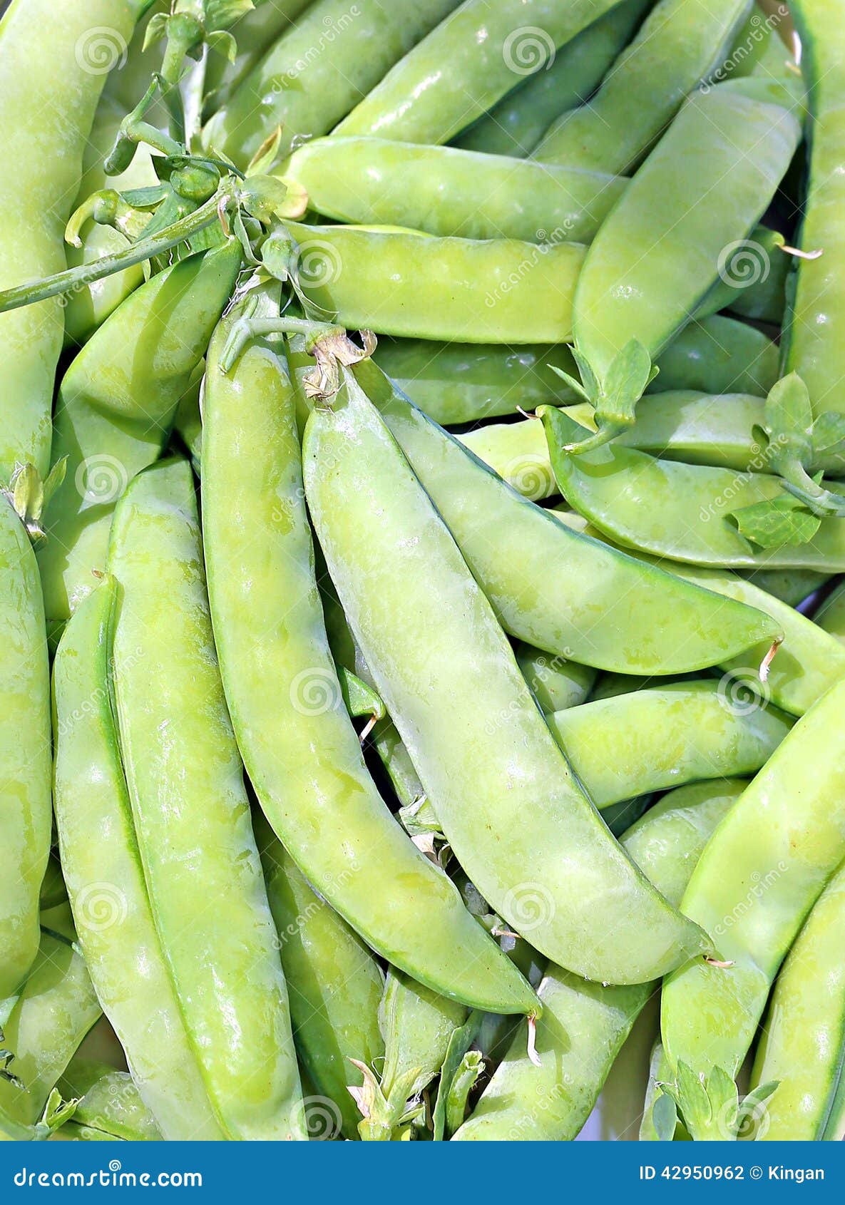 Pods Of Green Peas Stock Photography | CartoonDealer.com #23134946