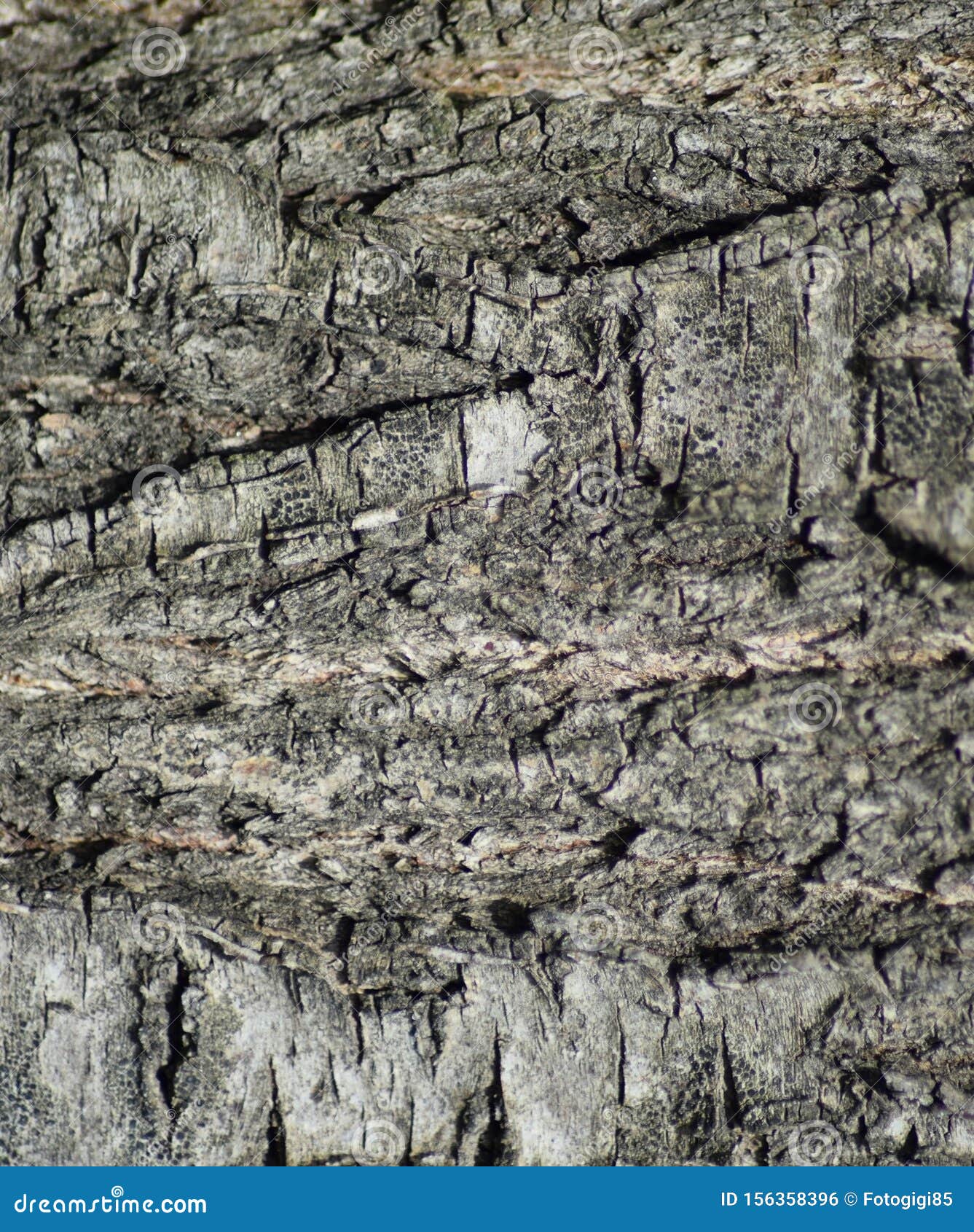 Background from poplar stock photo. Image of ecological - 156358396