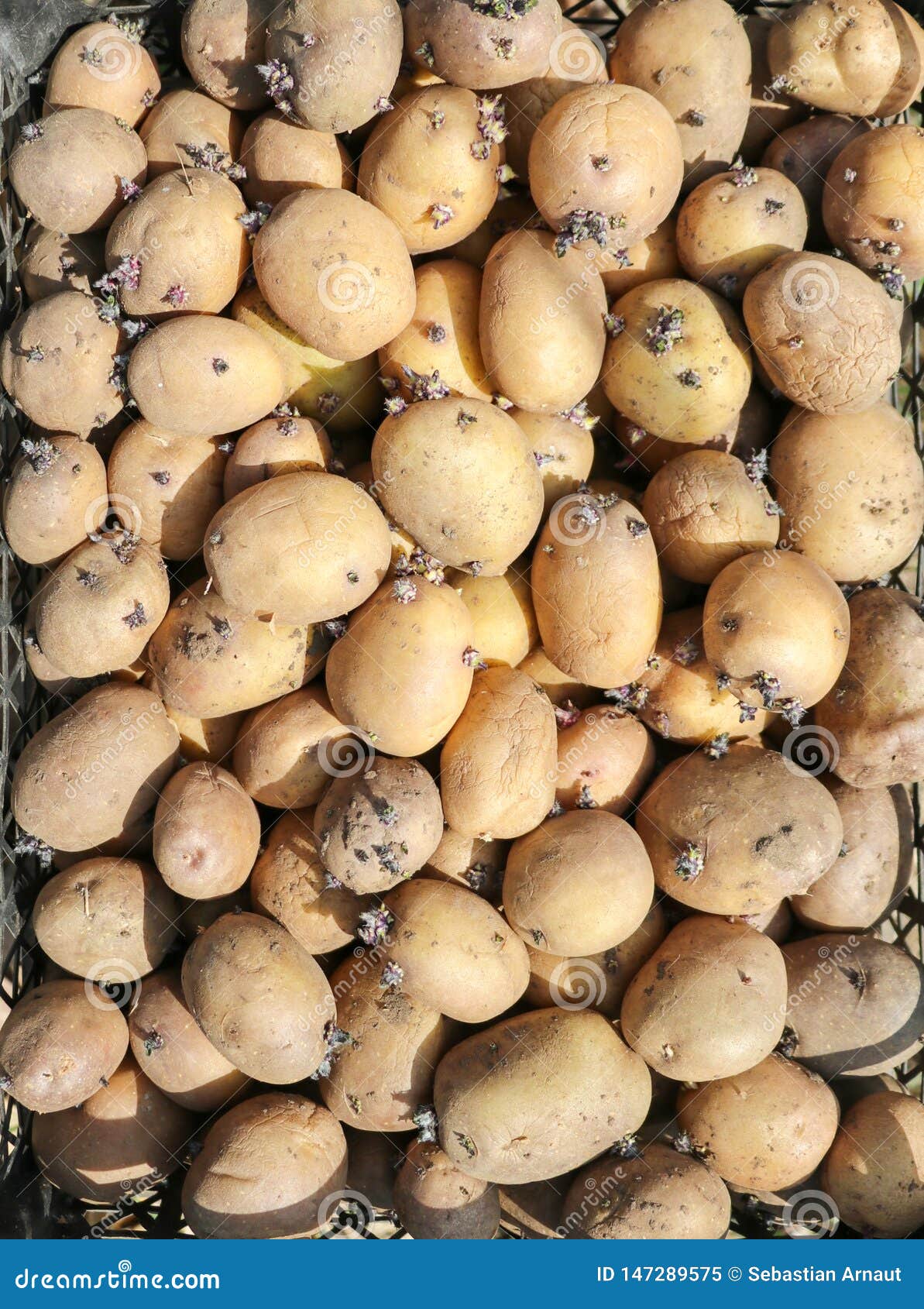 Background with potatoes stock image. Image of green - 147289575