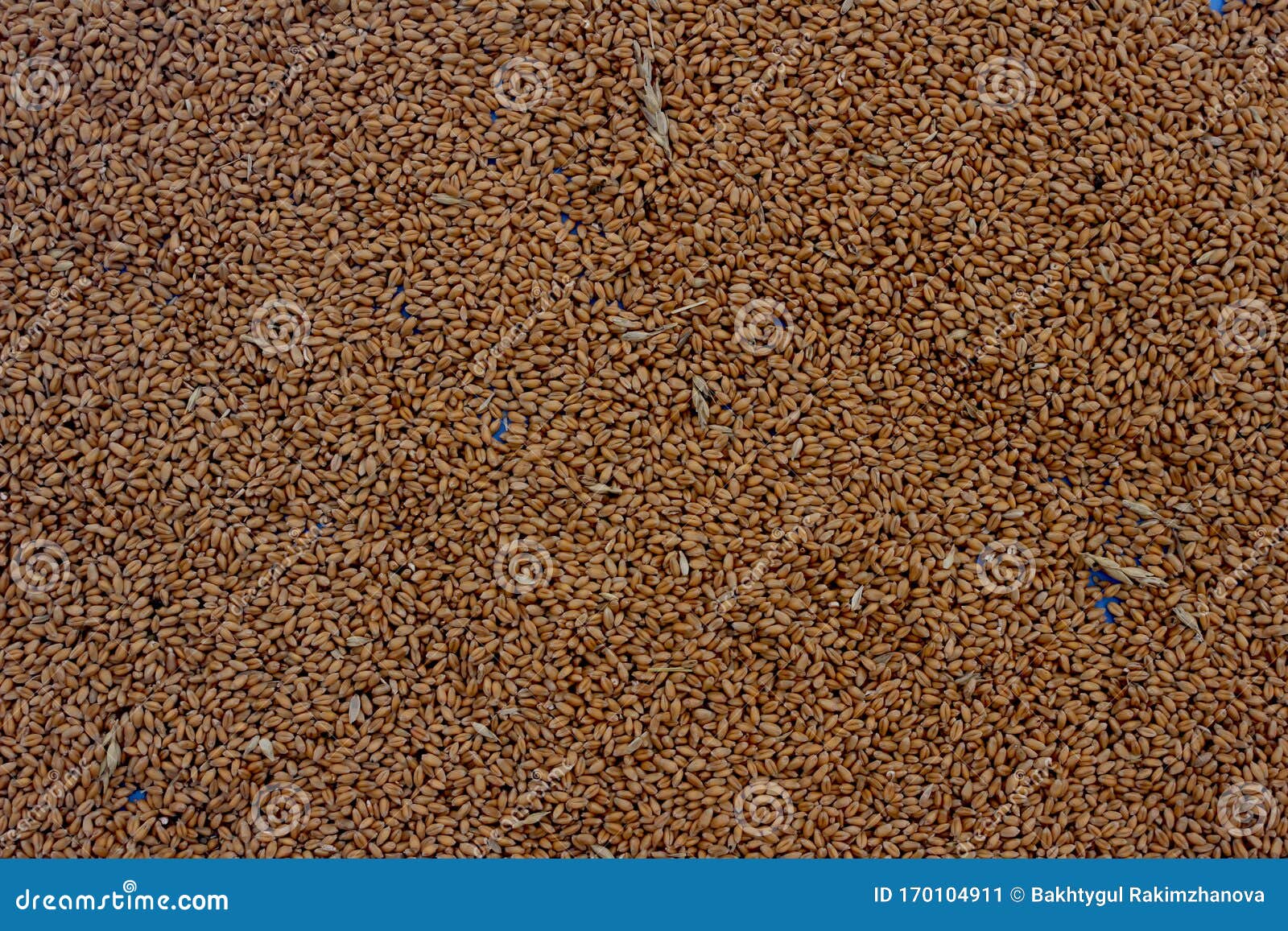 Processed Wheat Grains, Top View Stock Image - Image of crop, seed ...