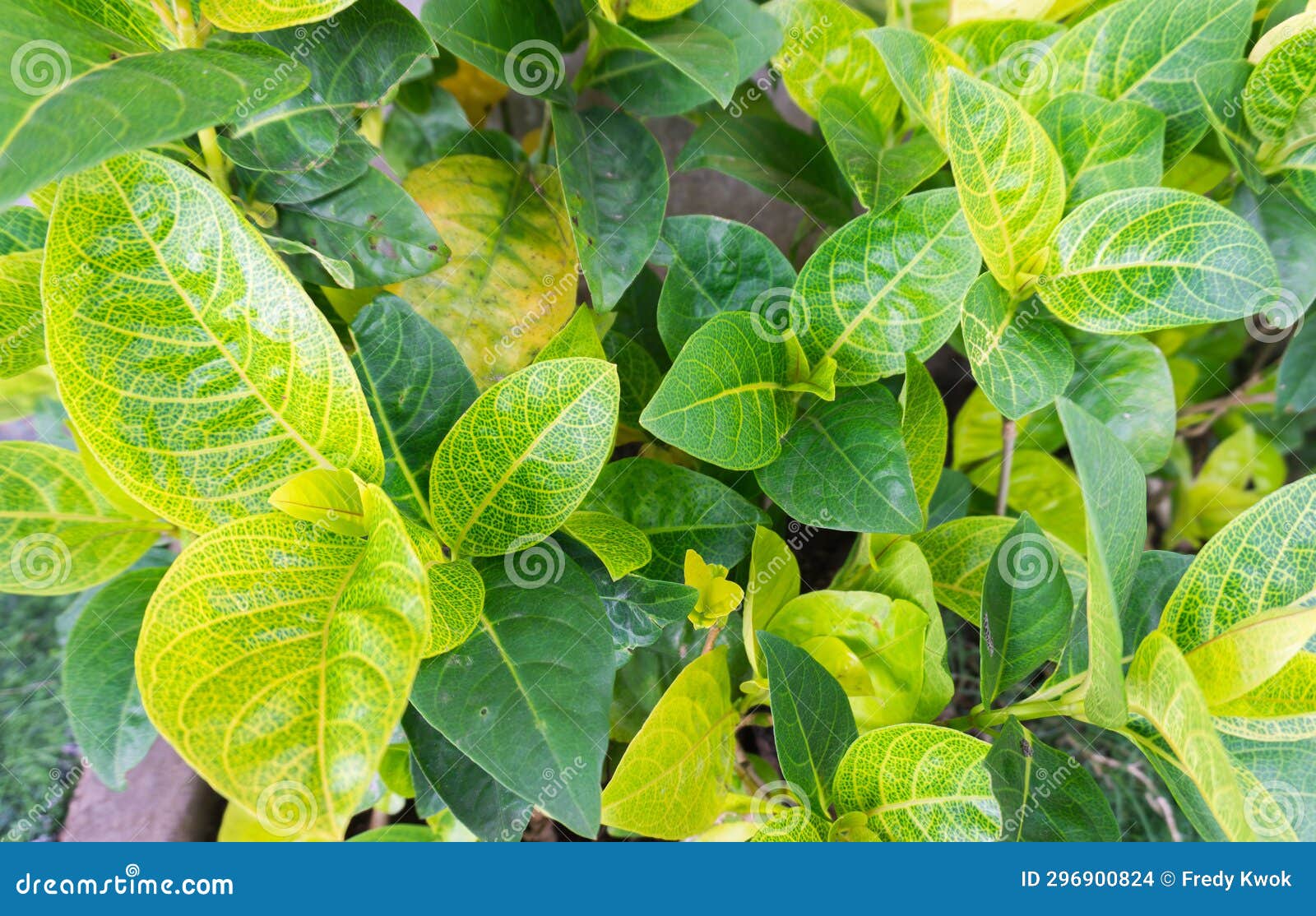 Pseuderanthemum Carruthersii `Reticulatum`, Yellow-vein Eranthemum ...