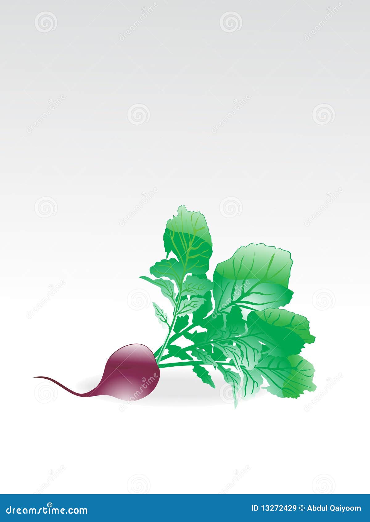 Background with Raddish Illustration Stock Vector - Illustration of ...