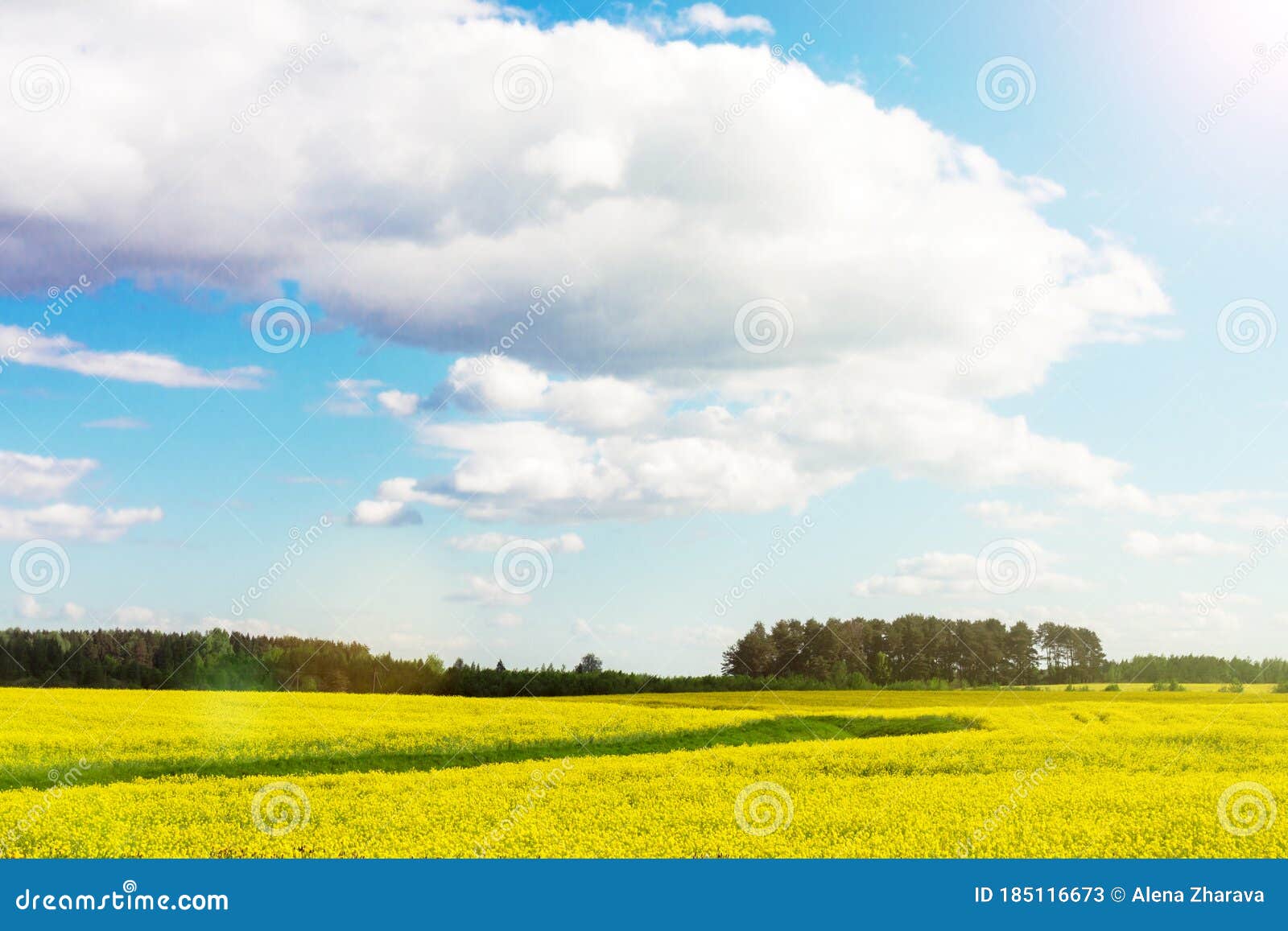 Background of Yellow Field and Blue Sky Stock Image - Image of ...