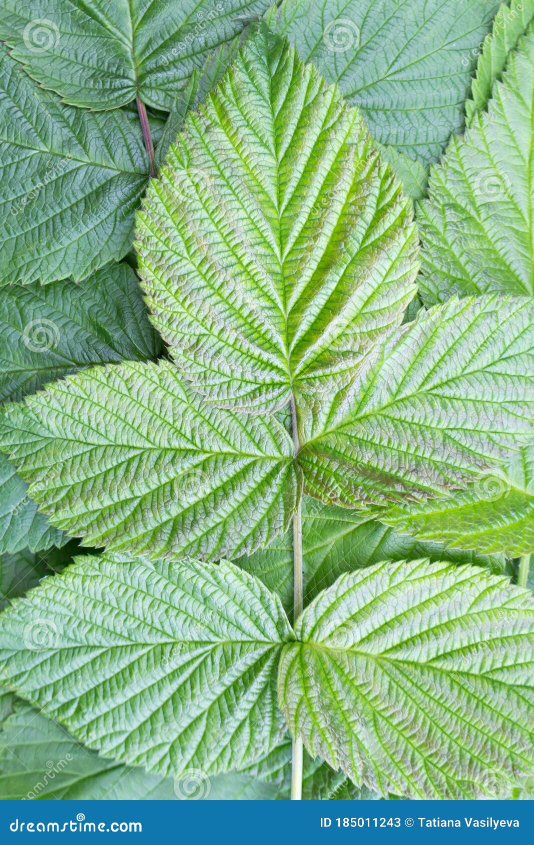 Background of Raspberry Leaves. Stock Image - Image of fresh, organic ...