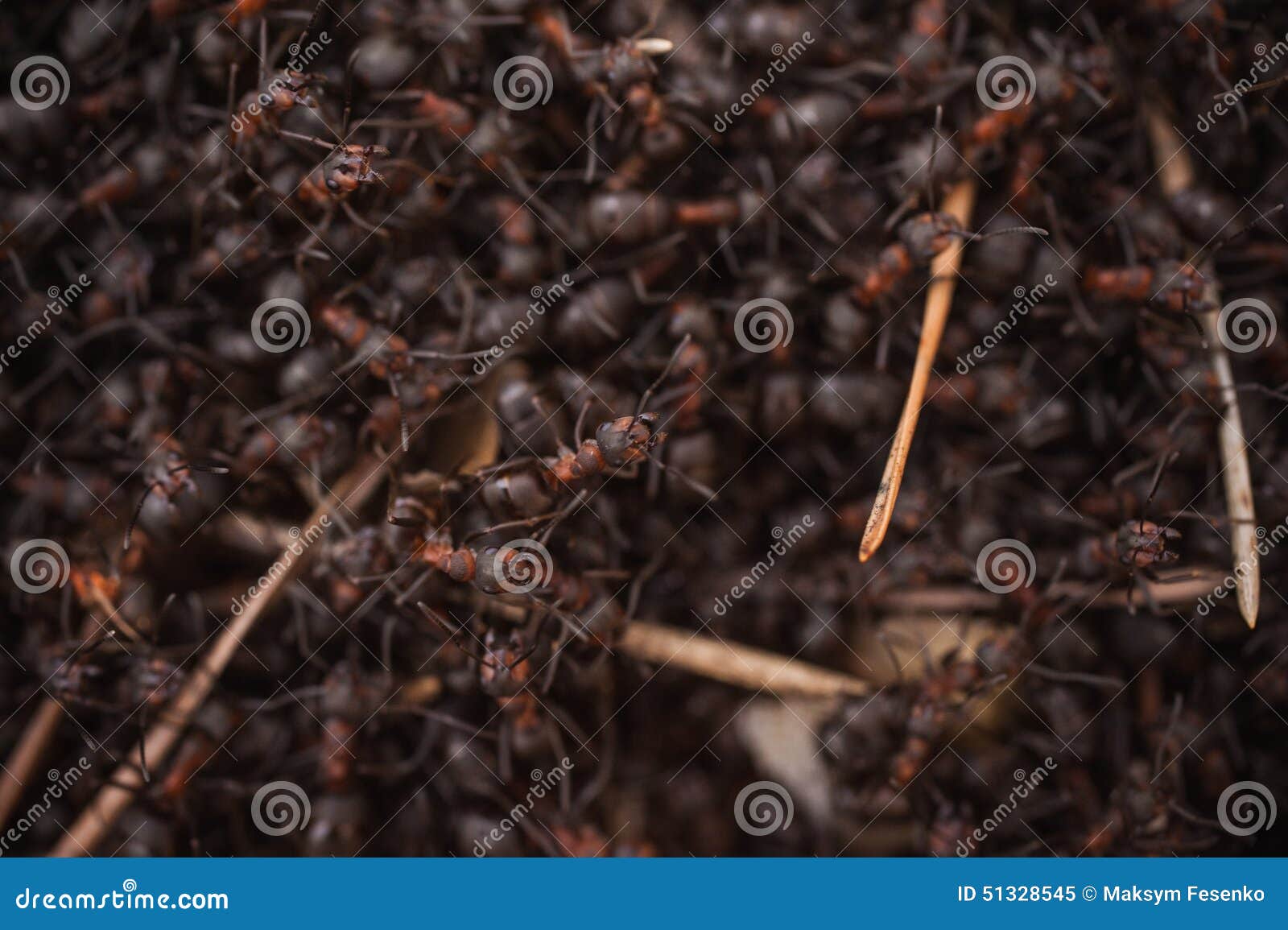 Background of a Red Ant Colony Formica Rufa Stock Image - Image of ...