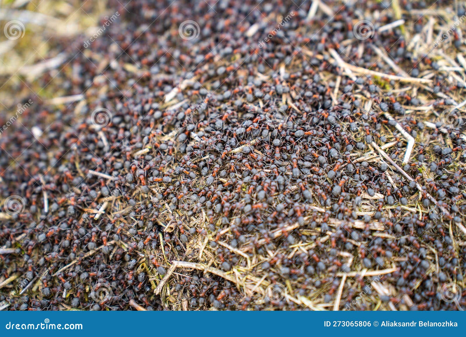 Red Ant colony stock photo. Image of asphalt, flooring - 273065806