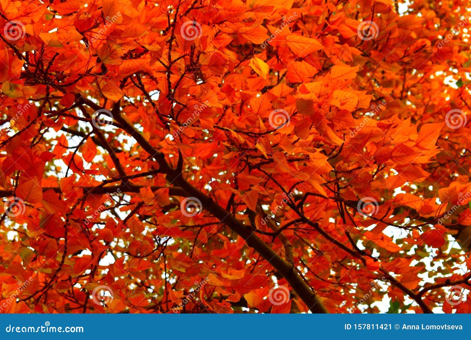 Background Red Autumn Leaves on the Tree Stock Image - Image of autumn ...