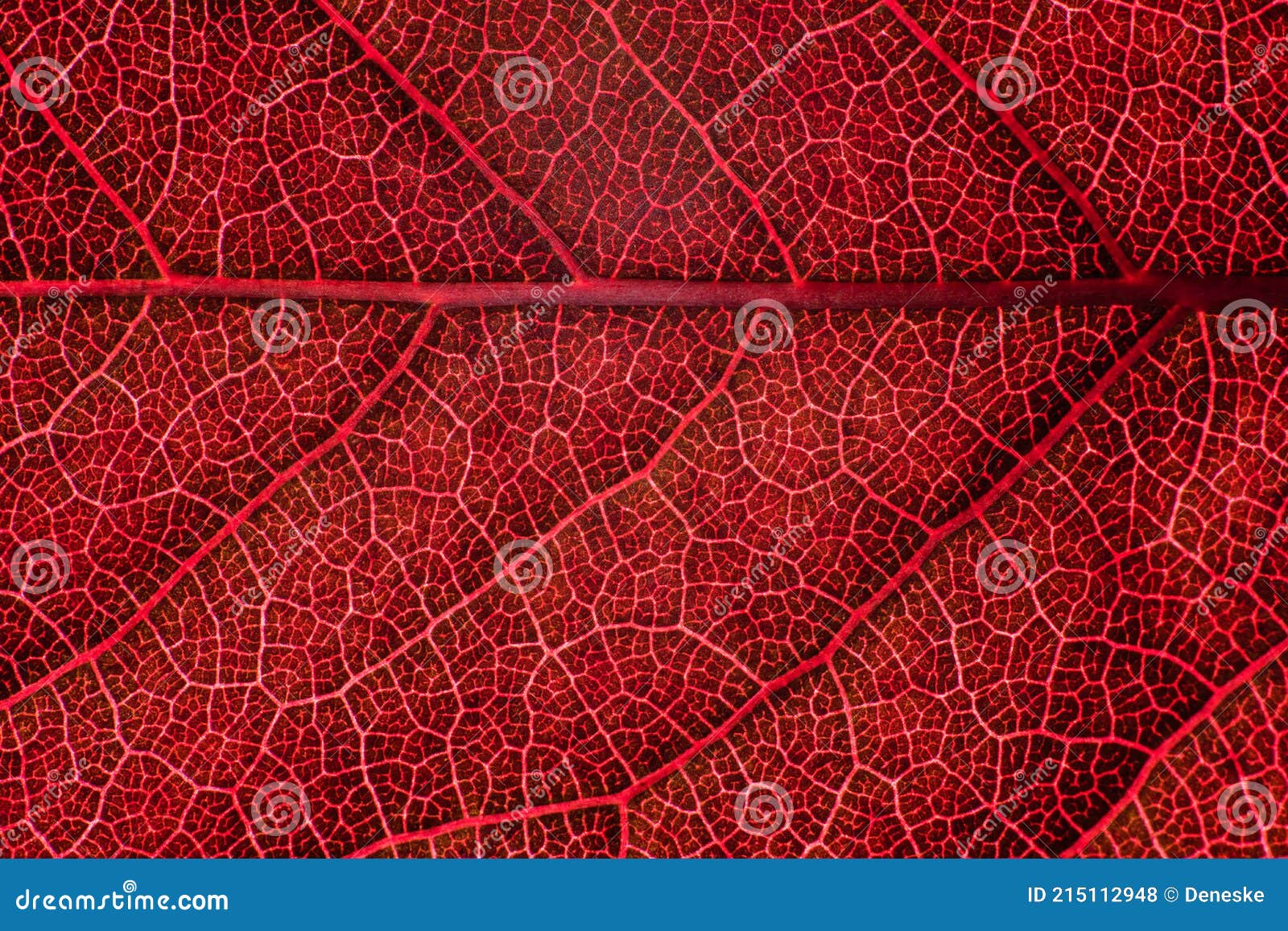 Background of Red Beech Leaf Cell Structure Stock Photo - Image of ...