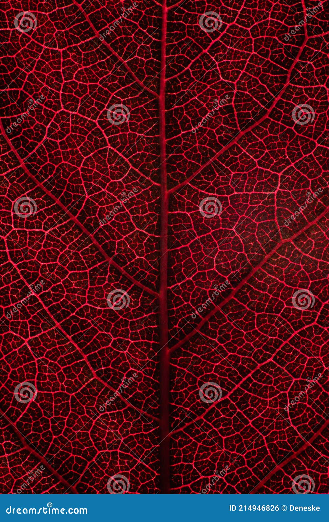 Background of Red Beech Leaf Cell Structure Stock Photo - Image of shot ...