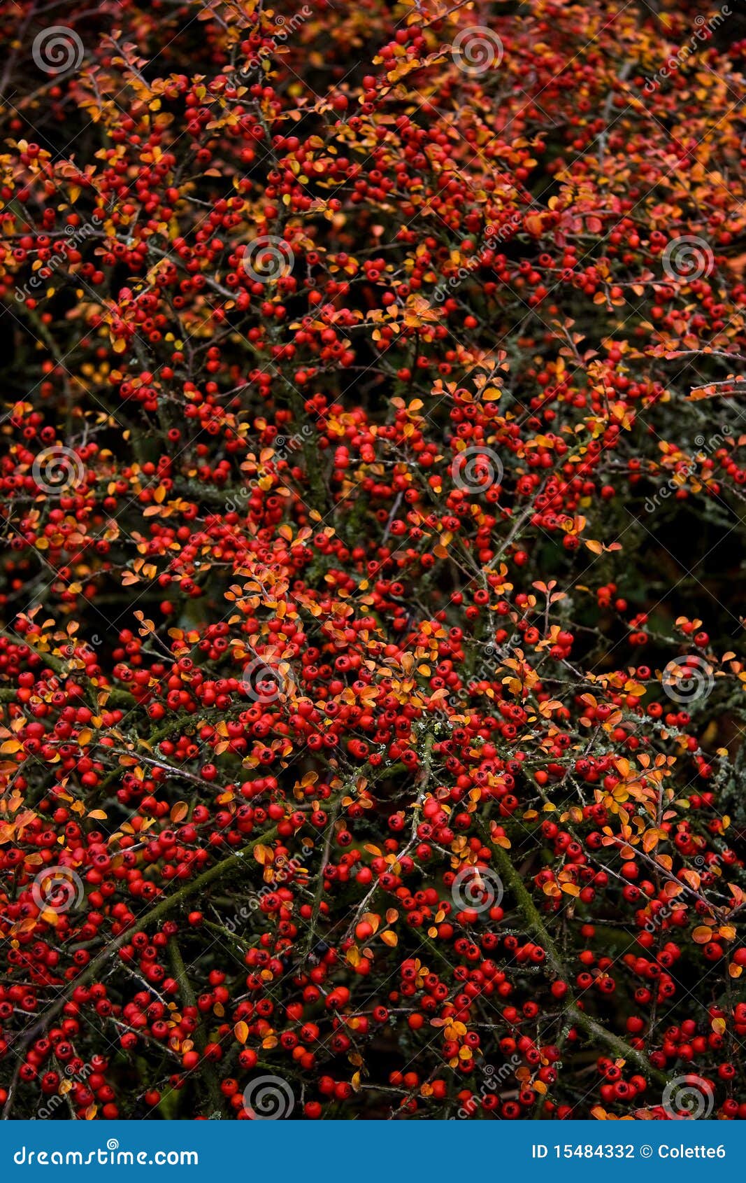 Background Red Berries in Autumn Stock Photo - Image of orange, berry ...