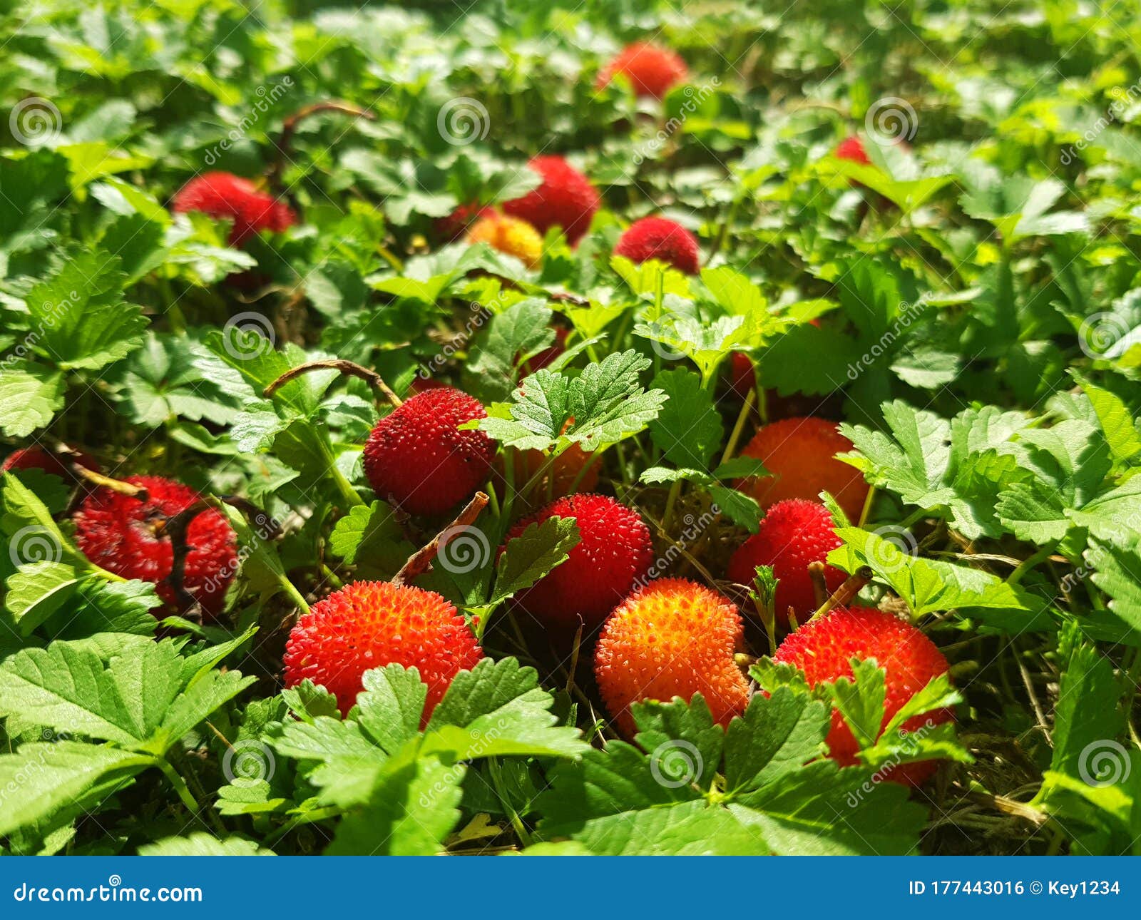 Red Berries Strawberry Tree on the Grass. Stock Photo - Image of grass ...