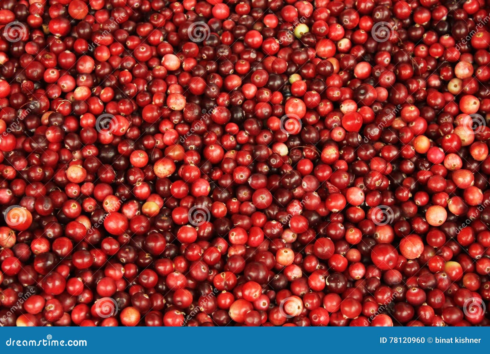 Background of red berries stock photo. Image of latvia - 78120960