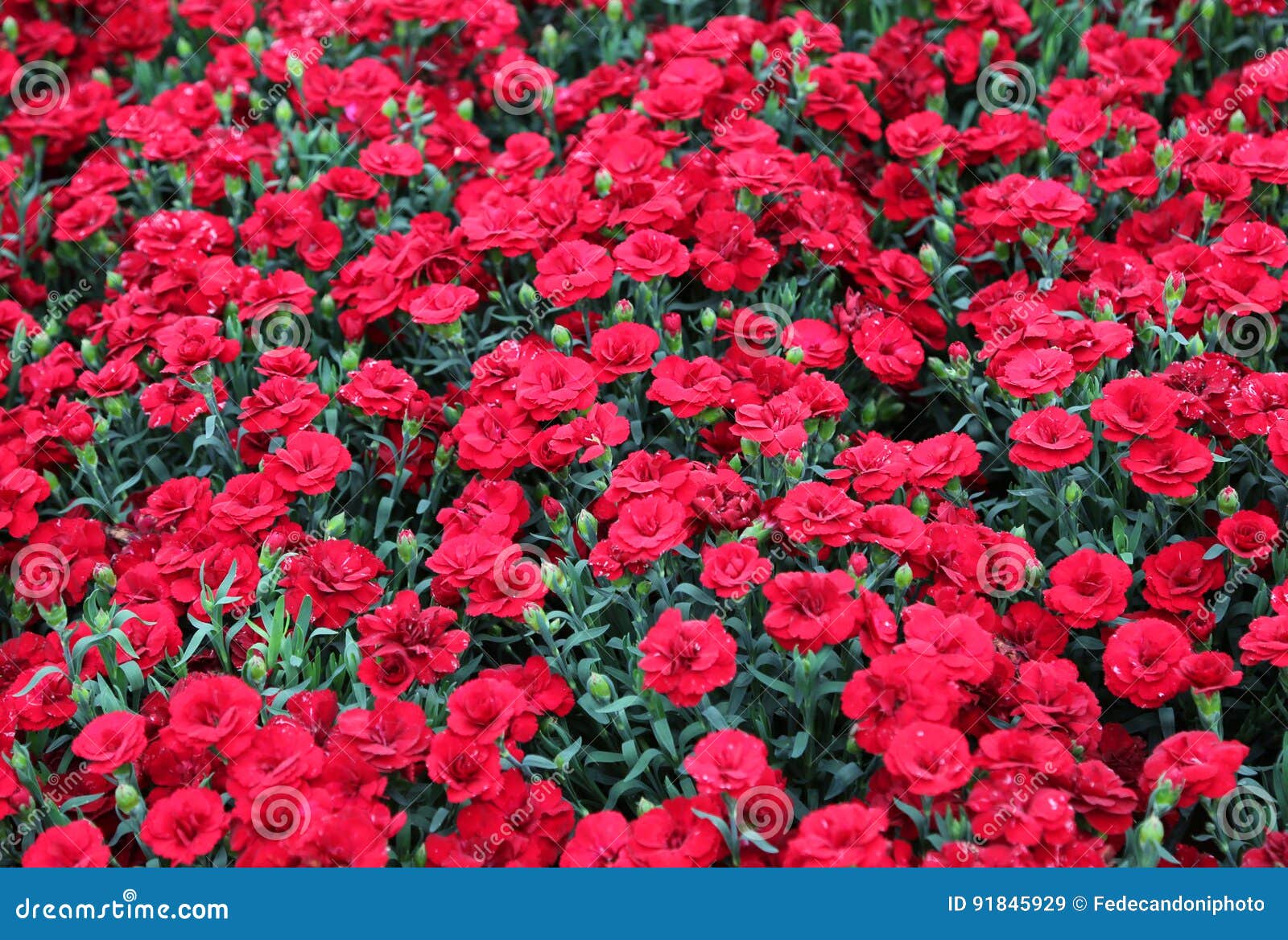 Background of Red Carnations Bloom in Spring in the Greenhouse Stock ...