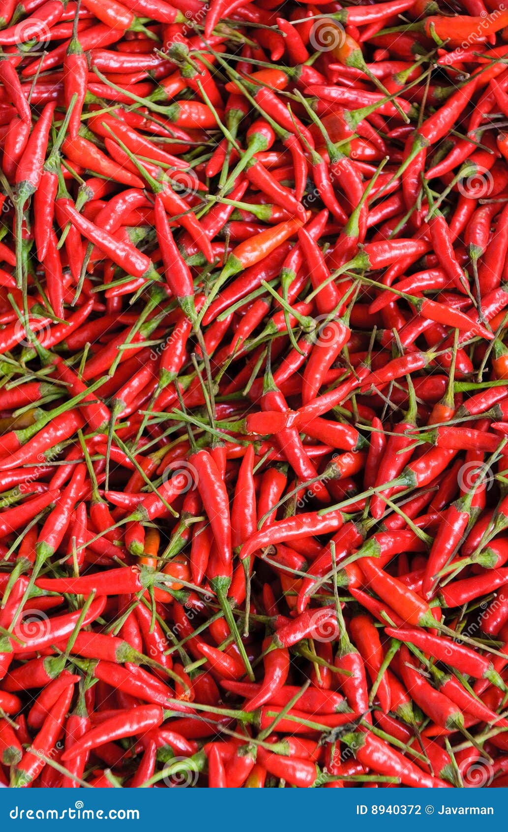 Background of red chillies stock photo. Image of macro - 8940372