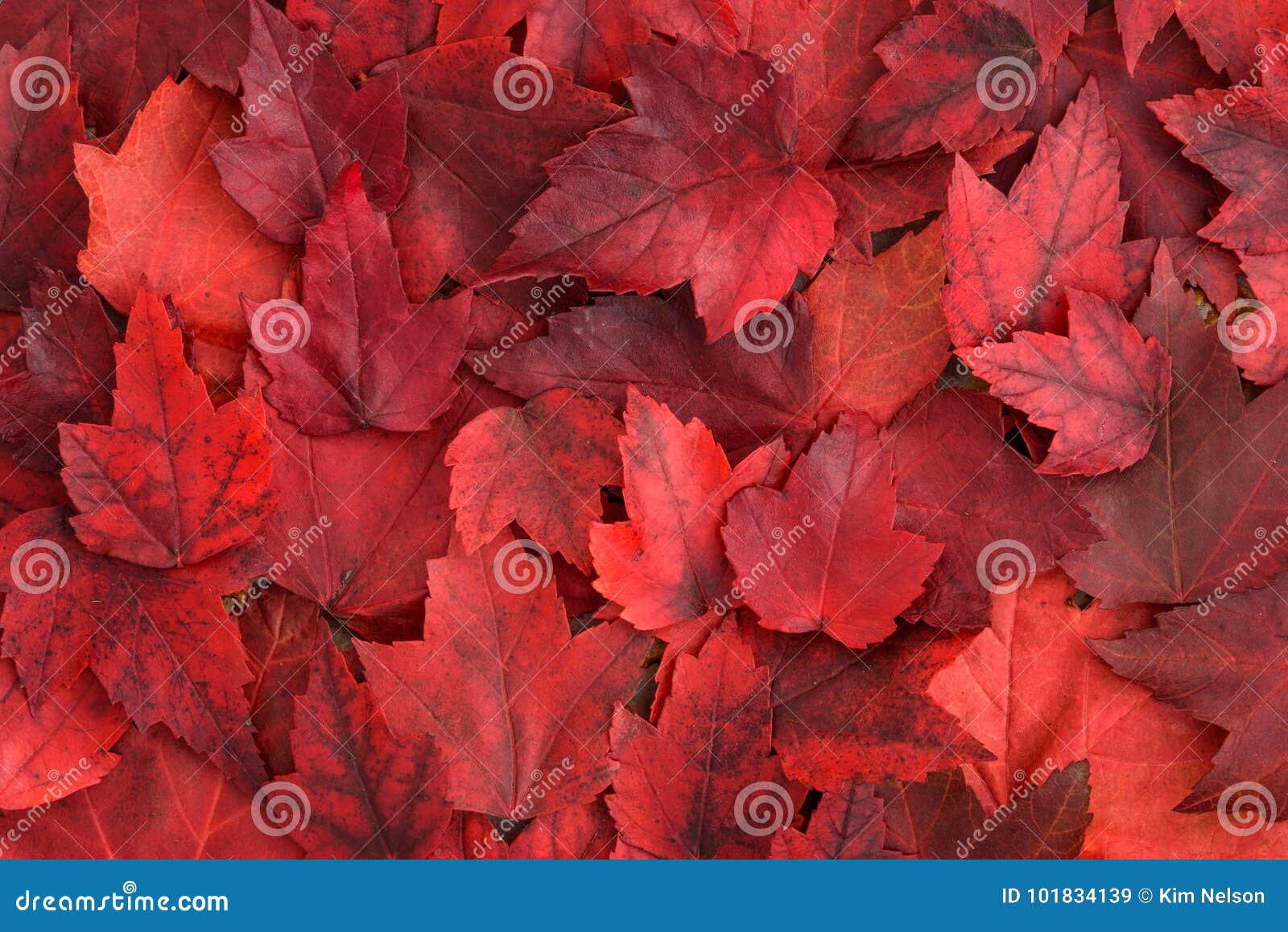 Fall color - red leaves stock image. Image of texture - 101834139