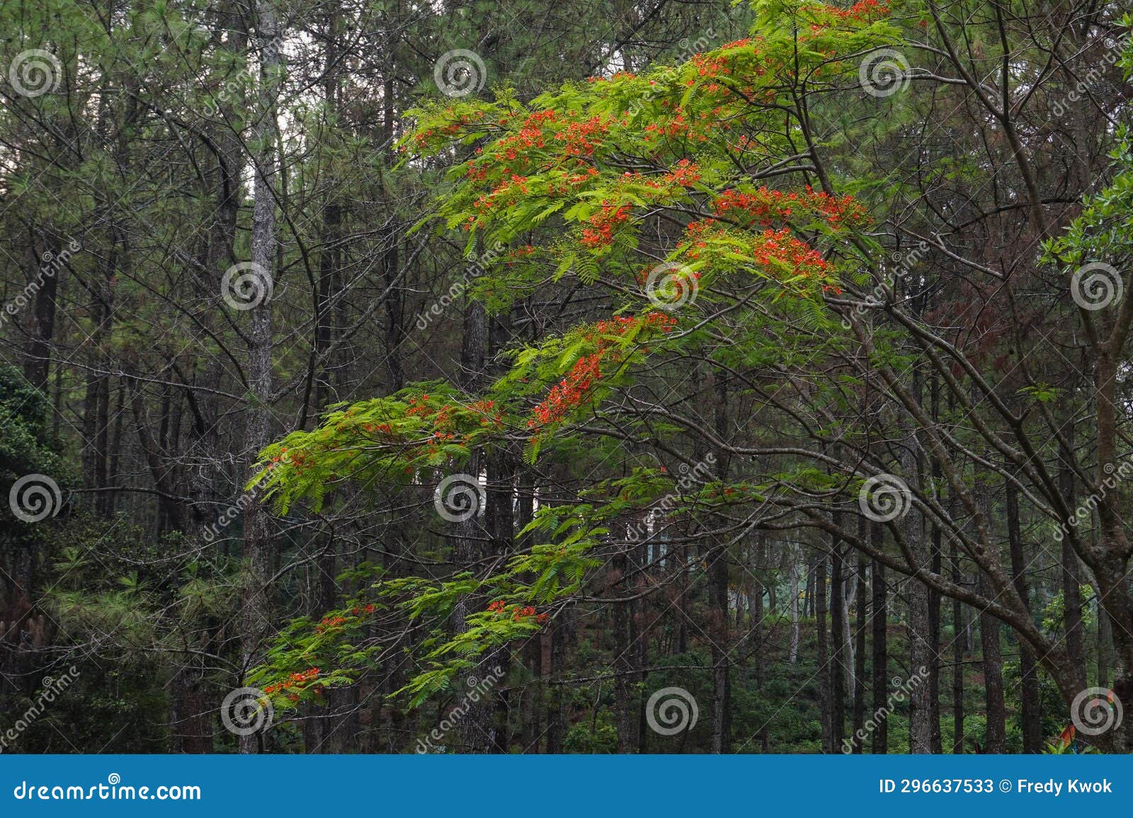 Background of Red Flowers of Flamboyan Tree, Java, Indonesia Stock ...