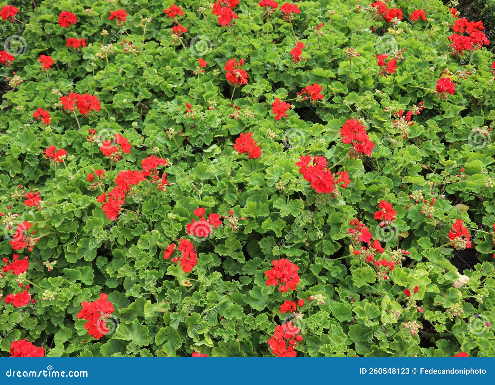 Background of Red Geranium Flowers and Leaves in Spring Stock Image ...