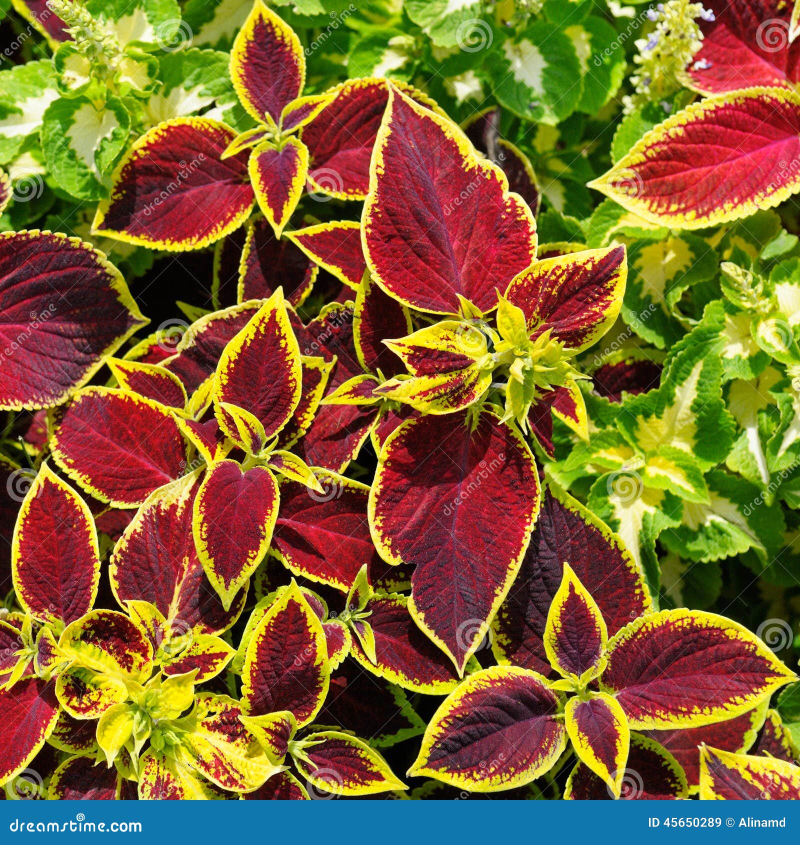 Background of Red Geranium Leaves Stock Image - Image of bright, field ...