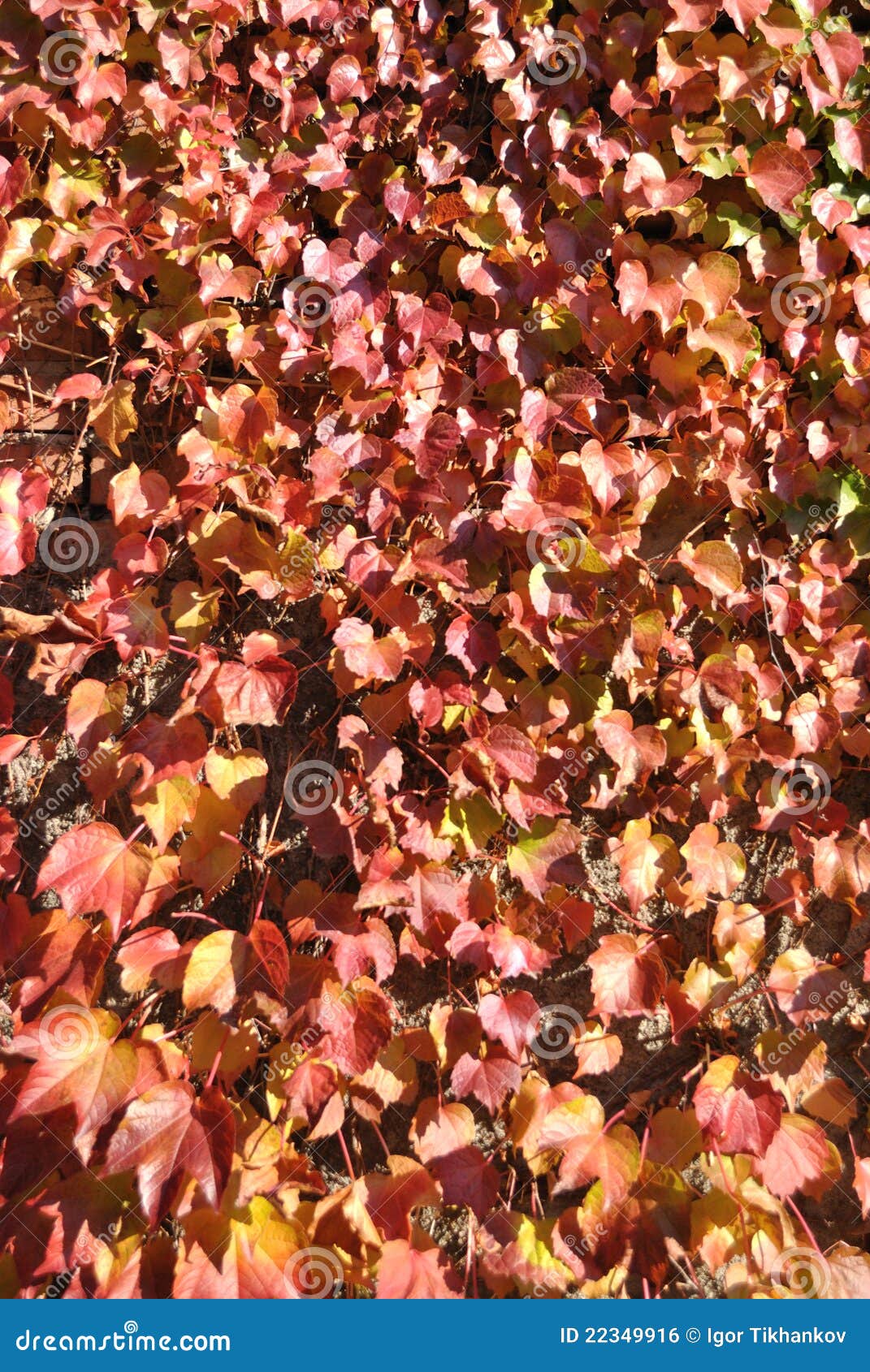 The Background of Red Leaves of Wild Vine Stock Photo - Image of vine ...