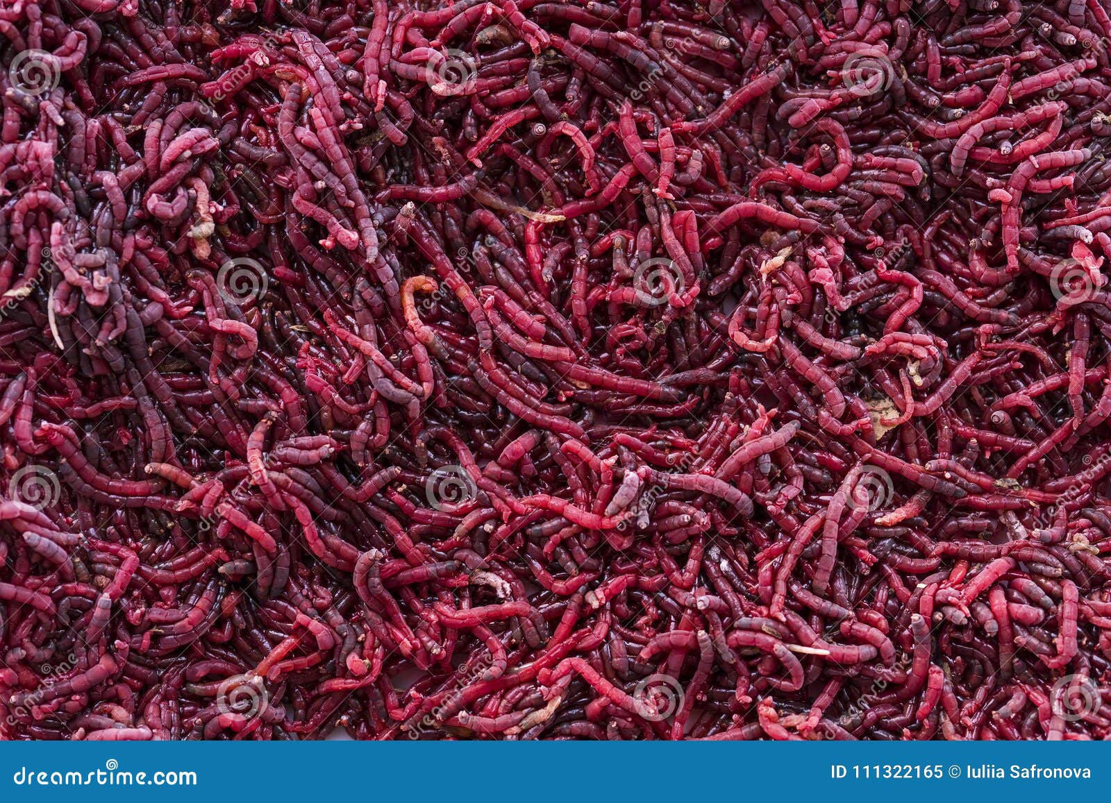 Background of Red Mosquito Larvae Stock Image - Image of blood, larva ...
