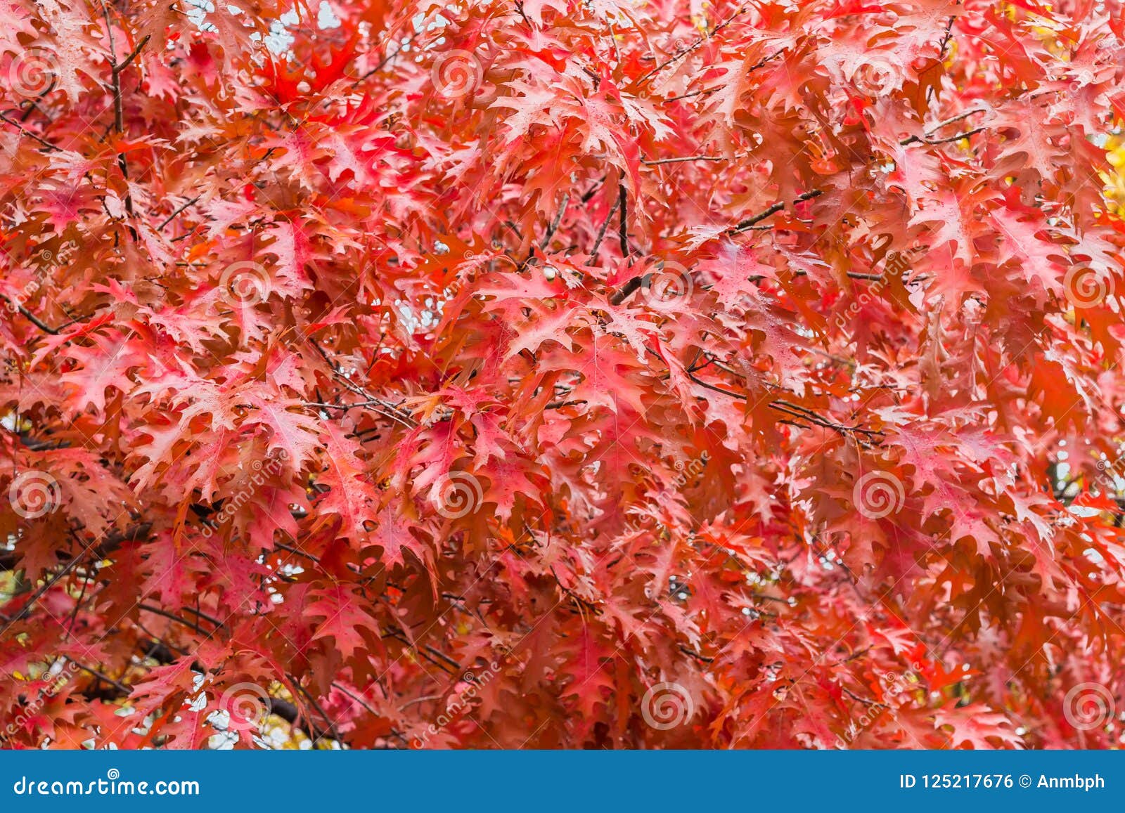 Background of the Red Oak with Autumn Leaves Stock Photo - Image of ...