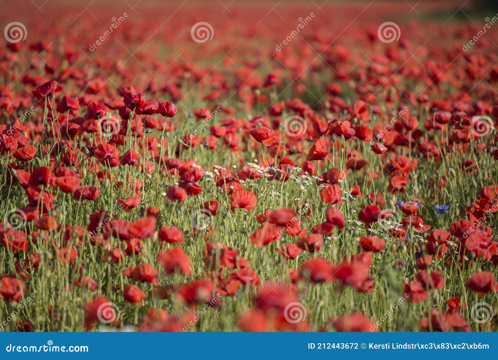 Background of Red Poppy Field Stock Photo - Image of sunshine, nature ...