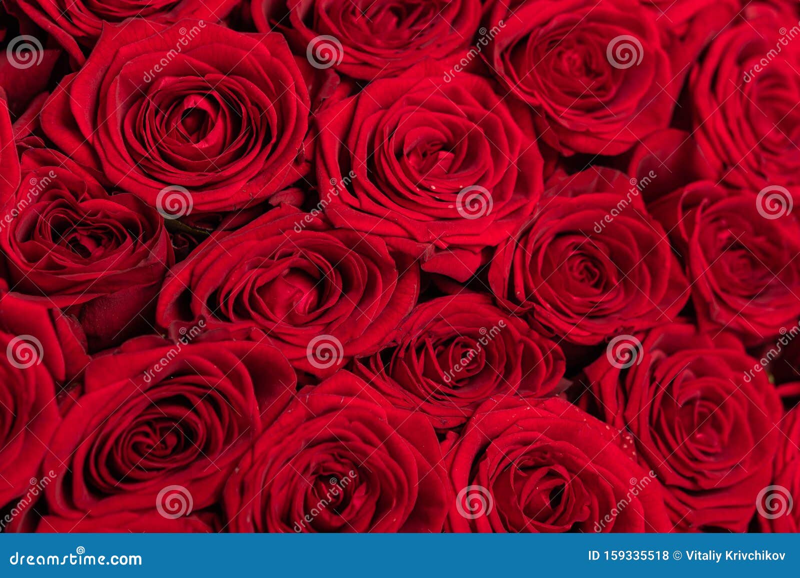 Background of Red Rose Horizontal Orientation Close-up Stock Photo ...