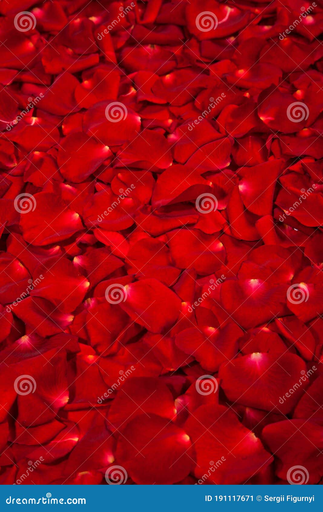 Background of Red Rose Petals Stock Image - Image of color, flower ...