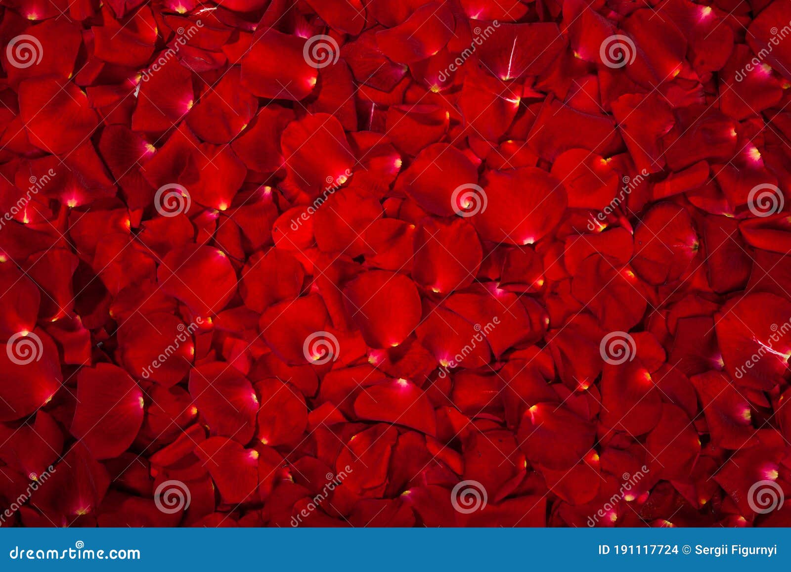 Background of Red Rose Petals Stock Photo - Image of softness, flower ...