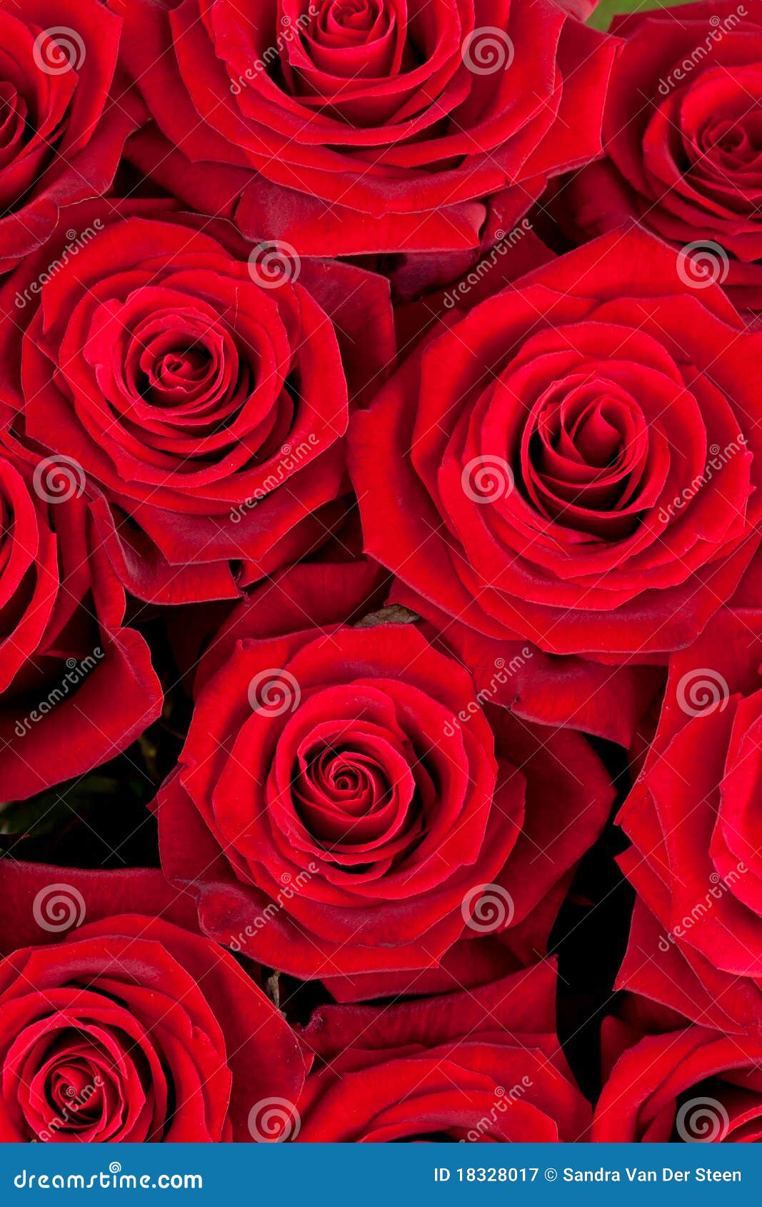 Background of red roses stock image. Image of rose, blooming - 18328017