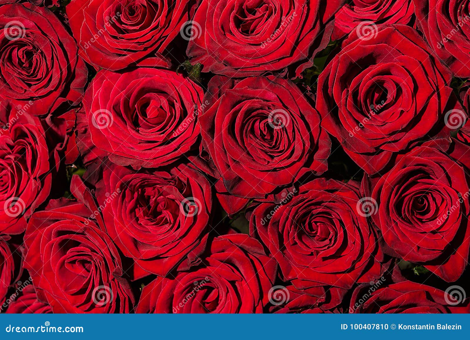 Background with Red Roses Bouquet Stock Photo - Image of aromatic ...
