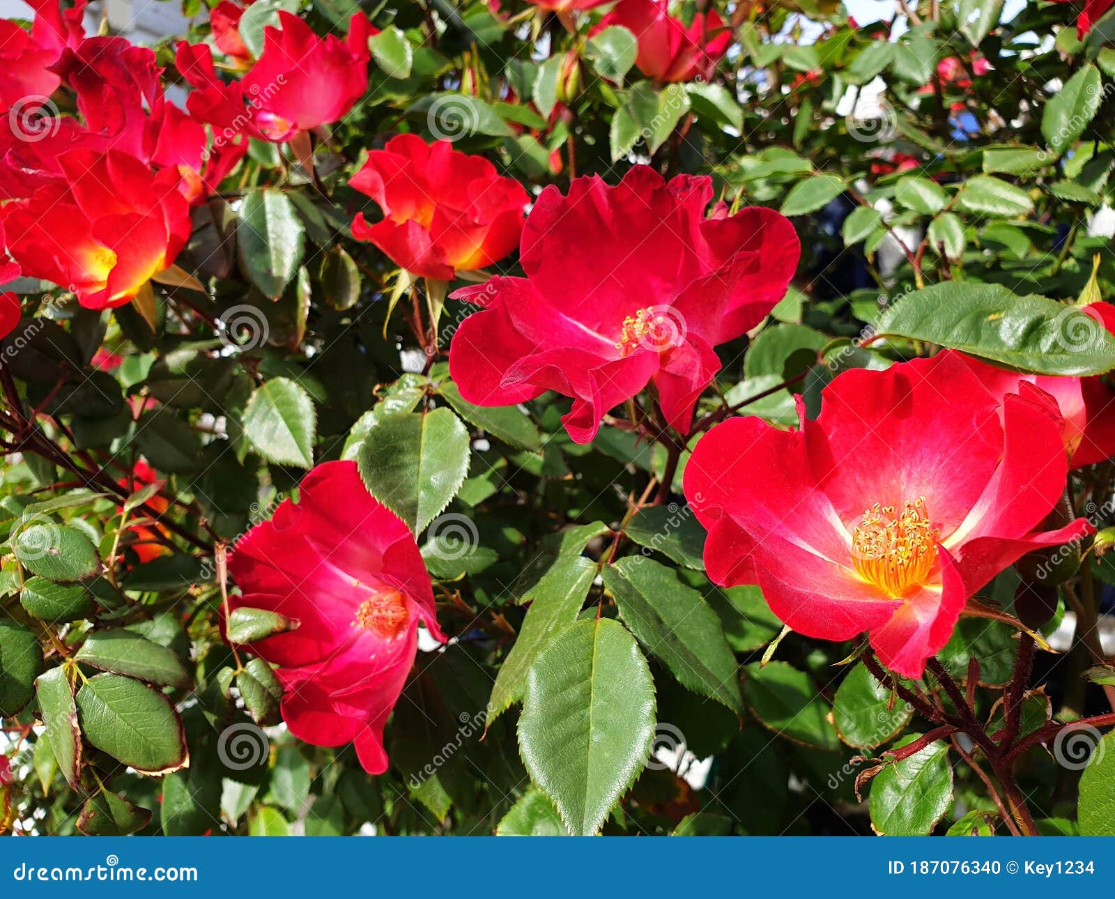 Background of Red Roses on a Bush Stock Photo - Image of blossom, briar ...