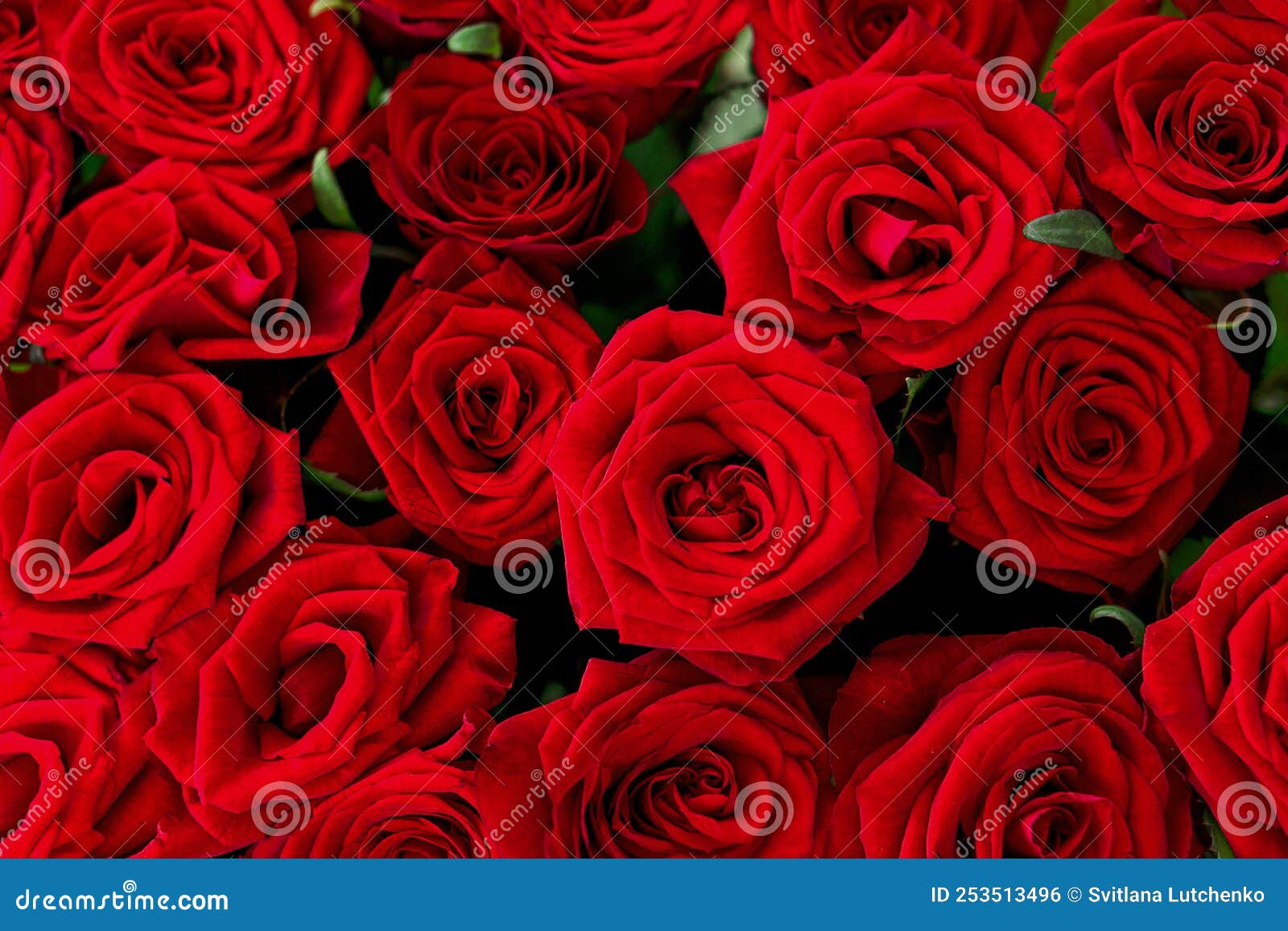Background of red roses. stock photo. Image of closeup - 253513496