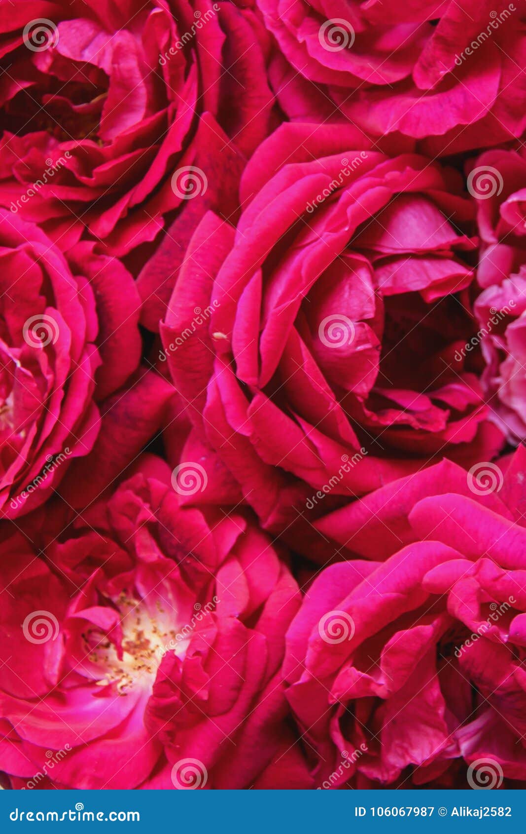 Background of red rosses stock image. Image of fresh - 106067987