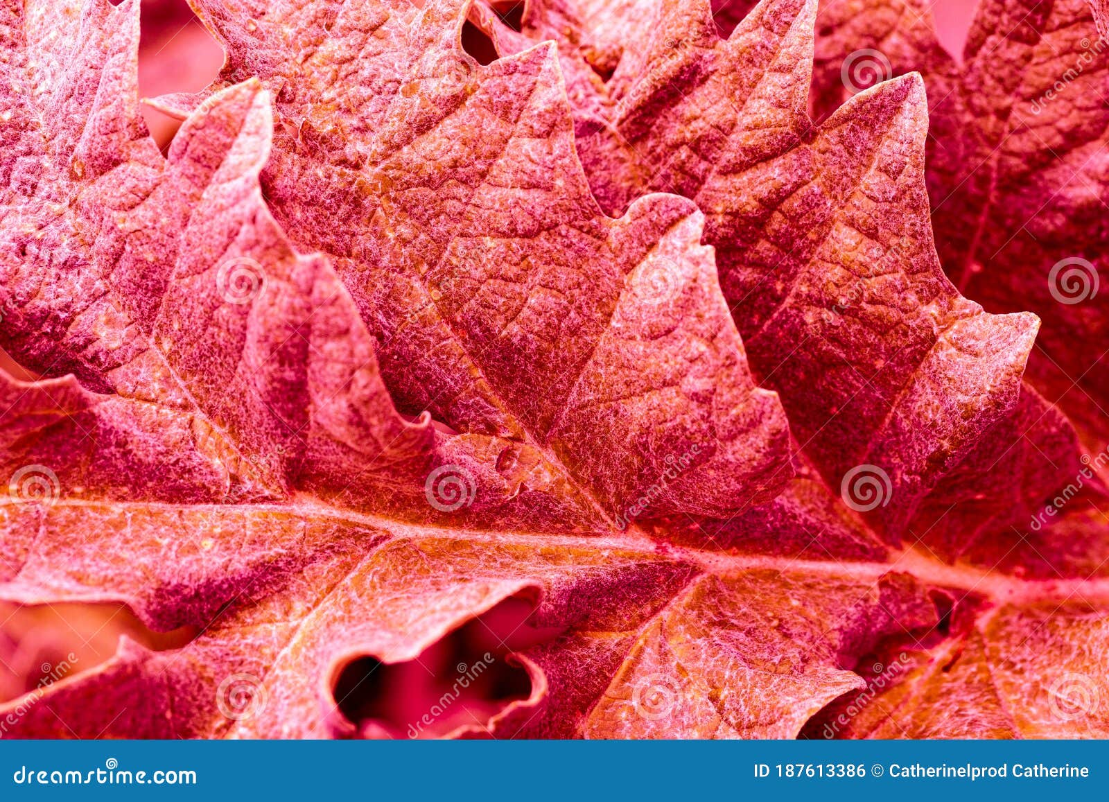 Background Red Textured Leaf with Lines Stock Photo - Image of ...