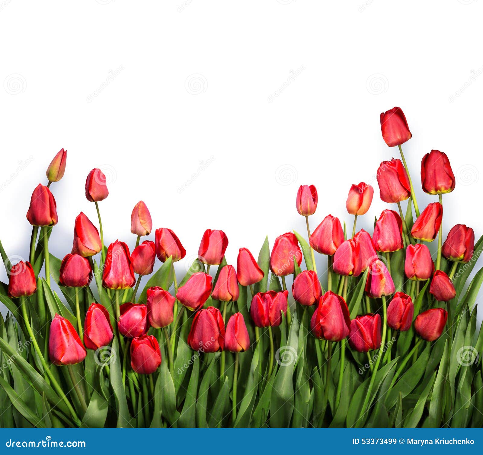Background with red tulips stock image. Image of card - 53373499
