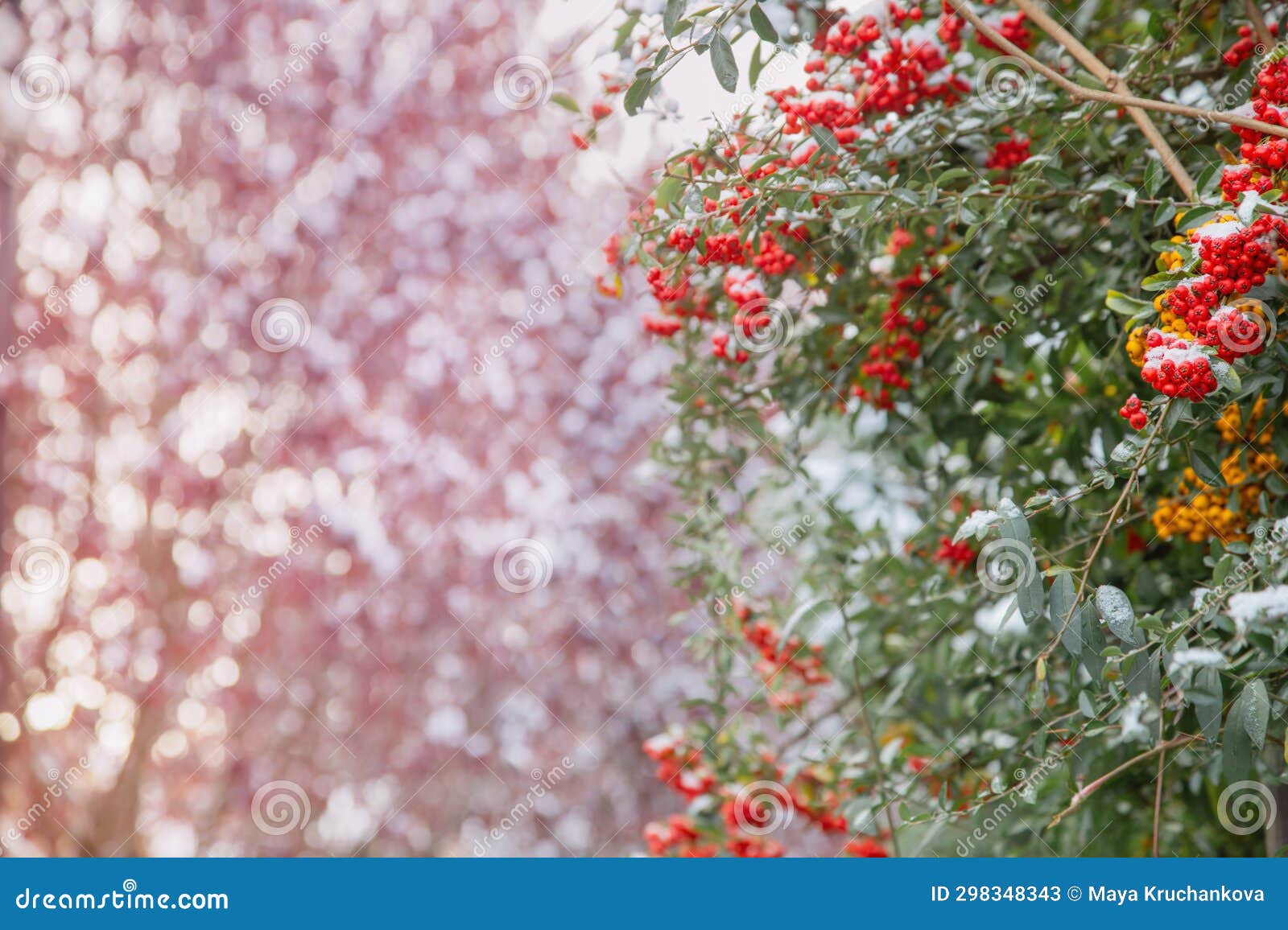 Background of Red and Yellow Berries in Snow Stock Image - Image of ...