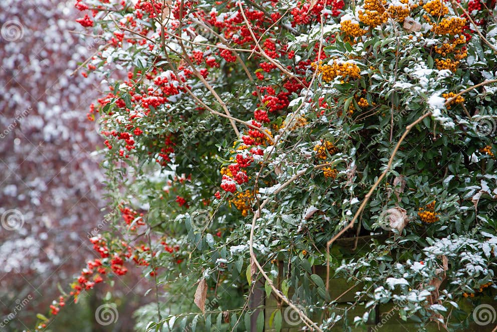 Background of Red and Yellow Berries in Snow Stock Image - Image of ...