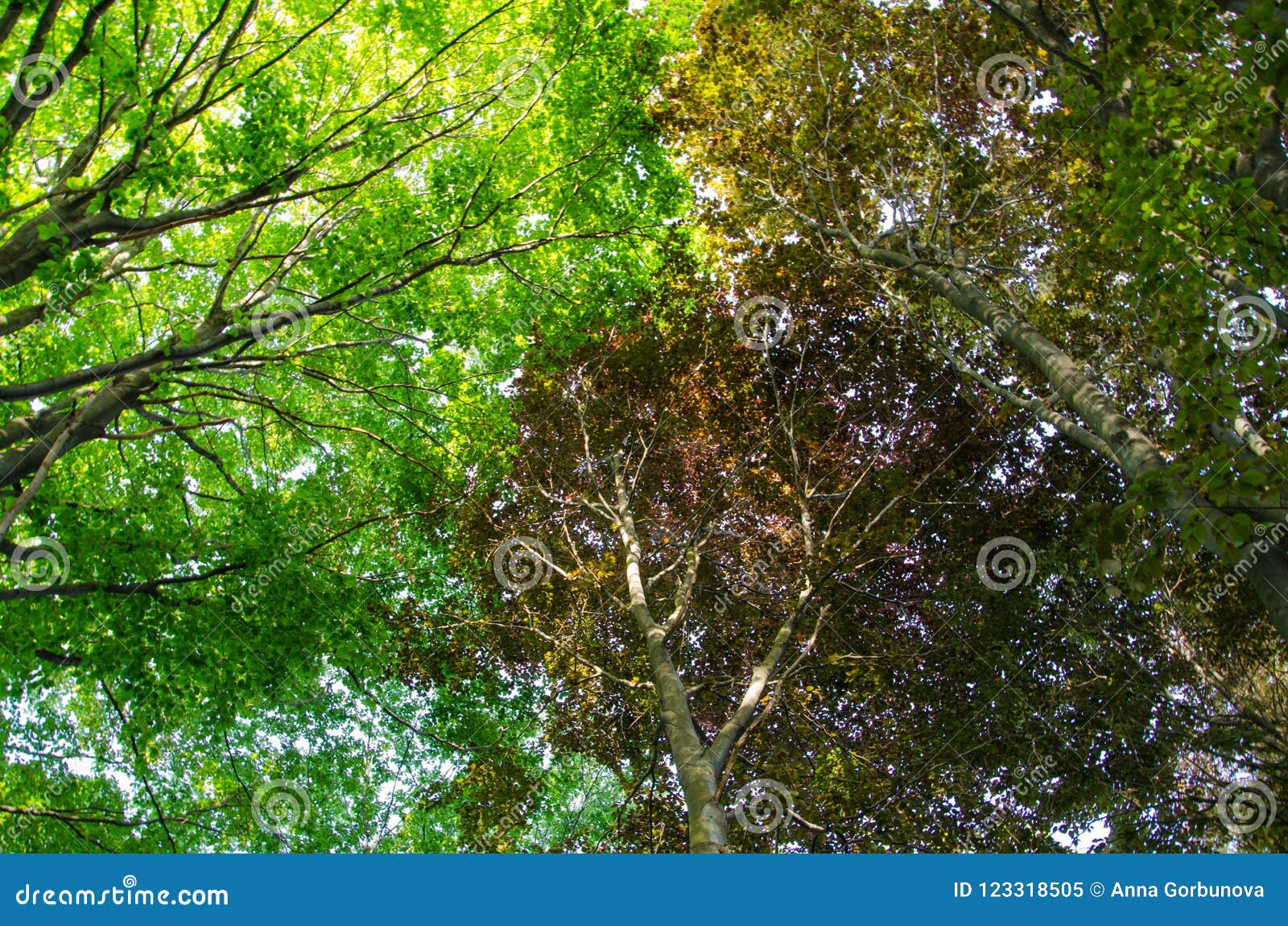 Background of Multi-colored Treetops Stock Image - Image of foliage ...