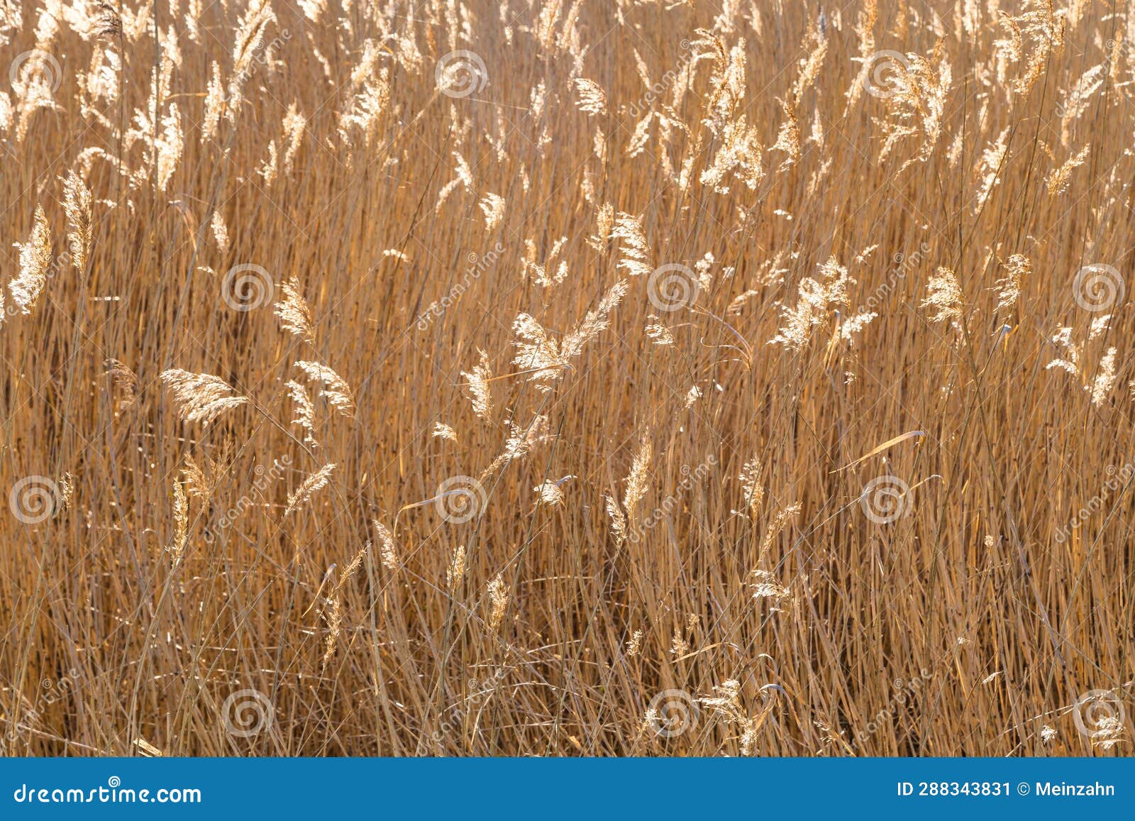 Background of Reed at Backwater Area in Sunlight Stock Image - Image of ...