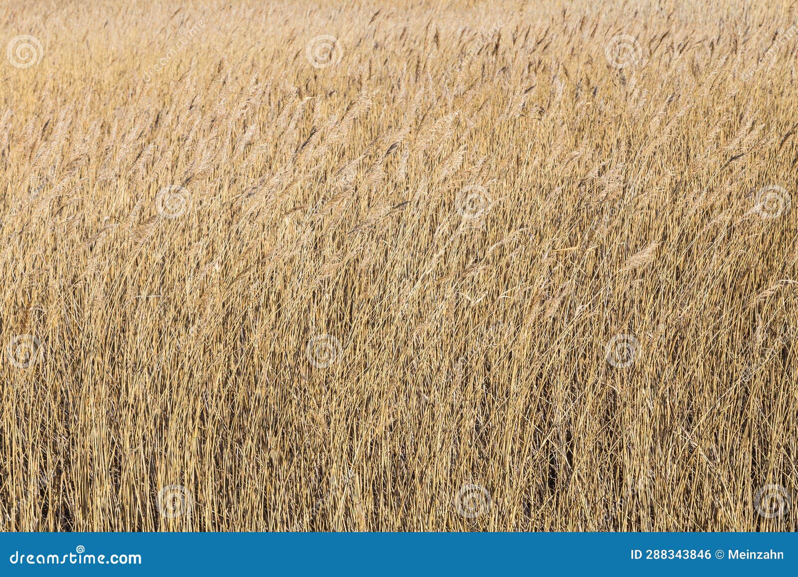 Background of Reed at Backwater Area in Sunlight Stock Photo - Image of ...