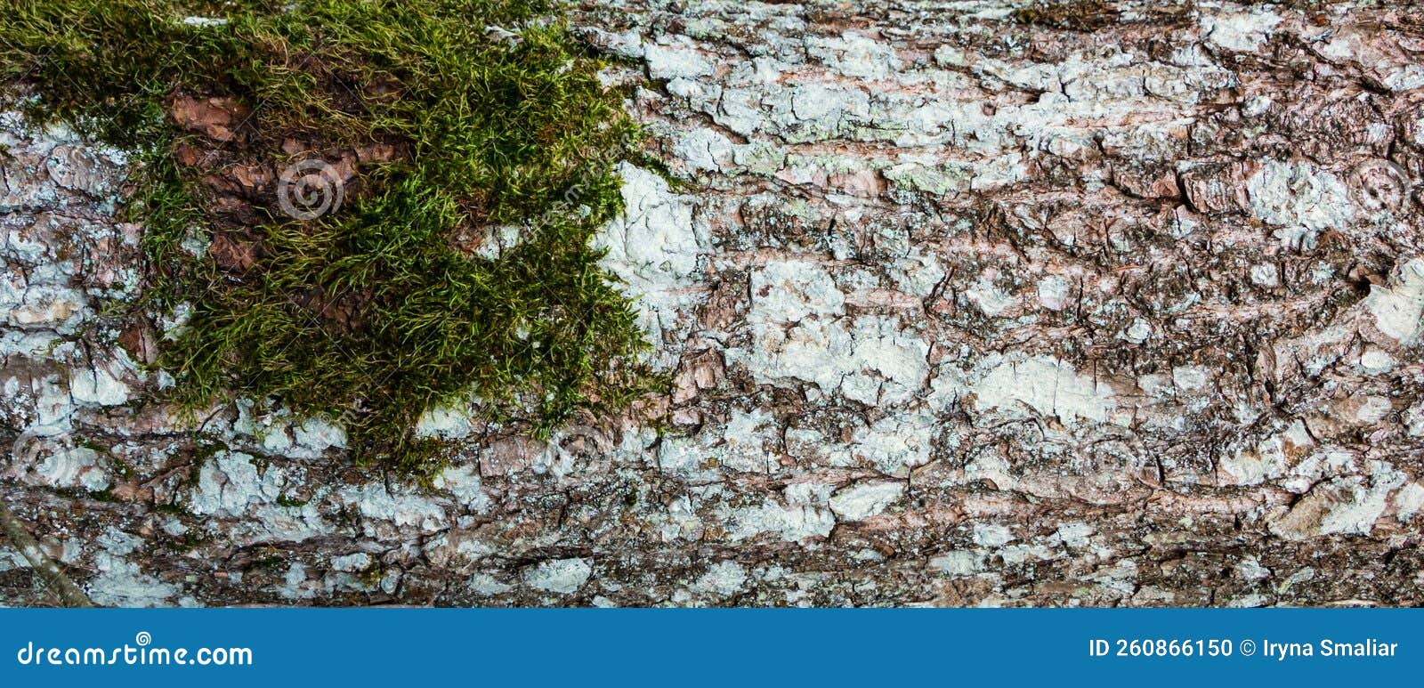 Background - Relief Bark of Birch Oak with Moss Stock Photo - Image of ... Background - Relief Bark of Birch Oak with Moss Stock Photo - Image of ...