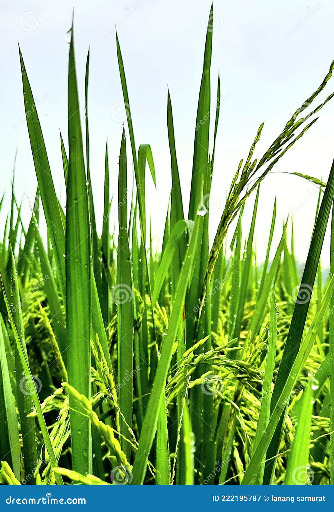 Background of Rice Green in the Rice Fields with Rainwater Stock Image ...