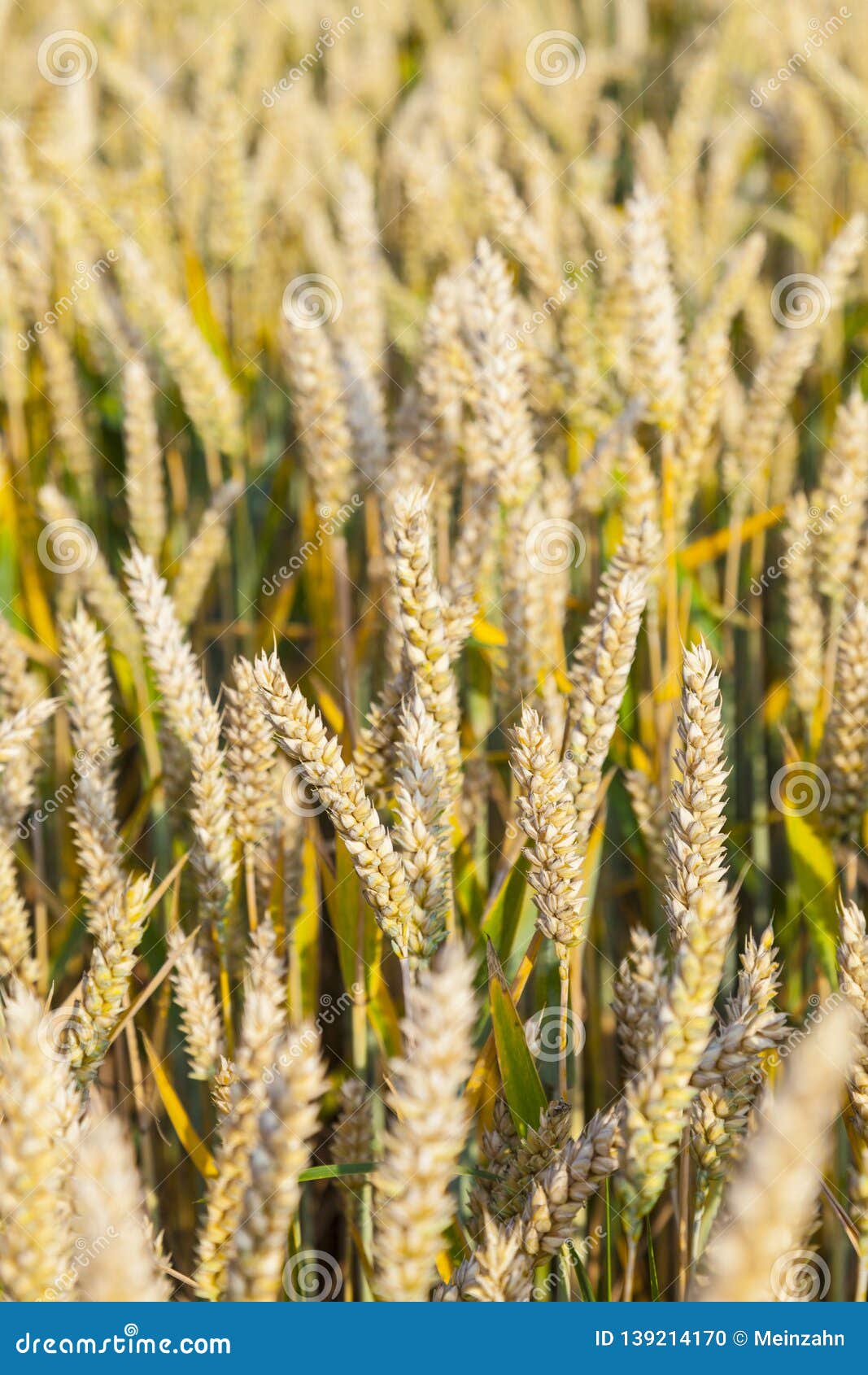 Background of Ripe Corn Field Stock Photo - Image of landscape, natural ...