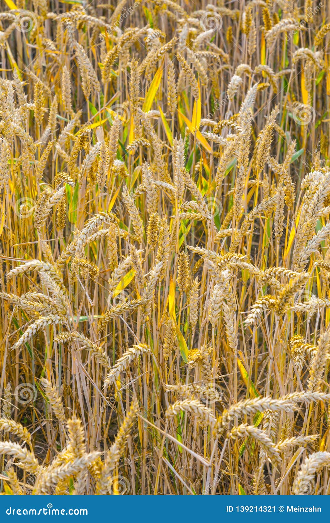 Background of Ripe Corn Field Stock Image - Image of natural ...