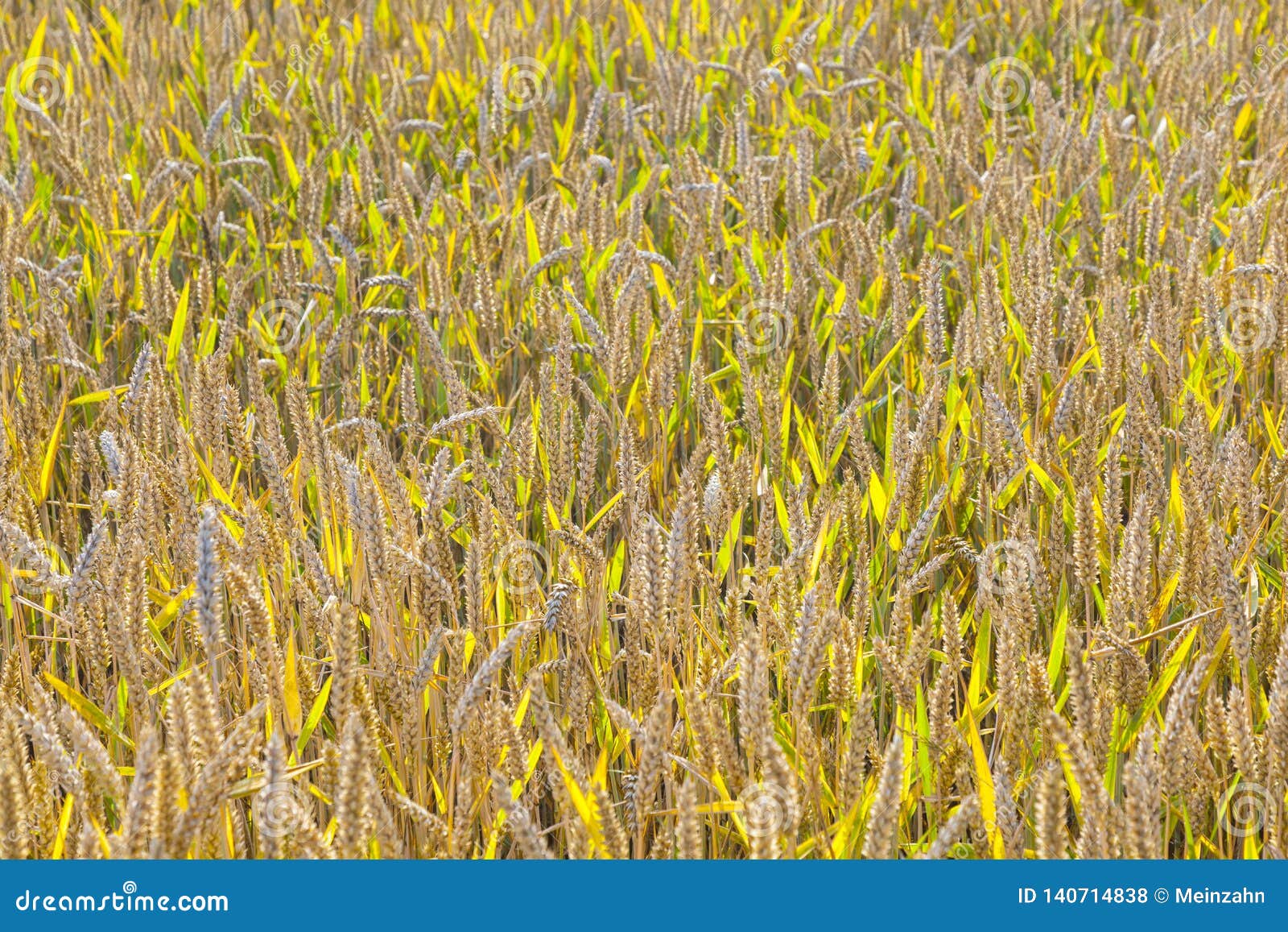 Ripe Corn Field in Golden Colors Stock Photo - Image of crop, natural ...