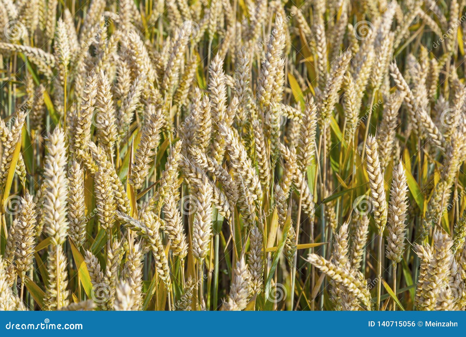 Ripe Corn Field in Golden Colors Stock Photo - Image of natural ...