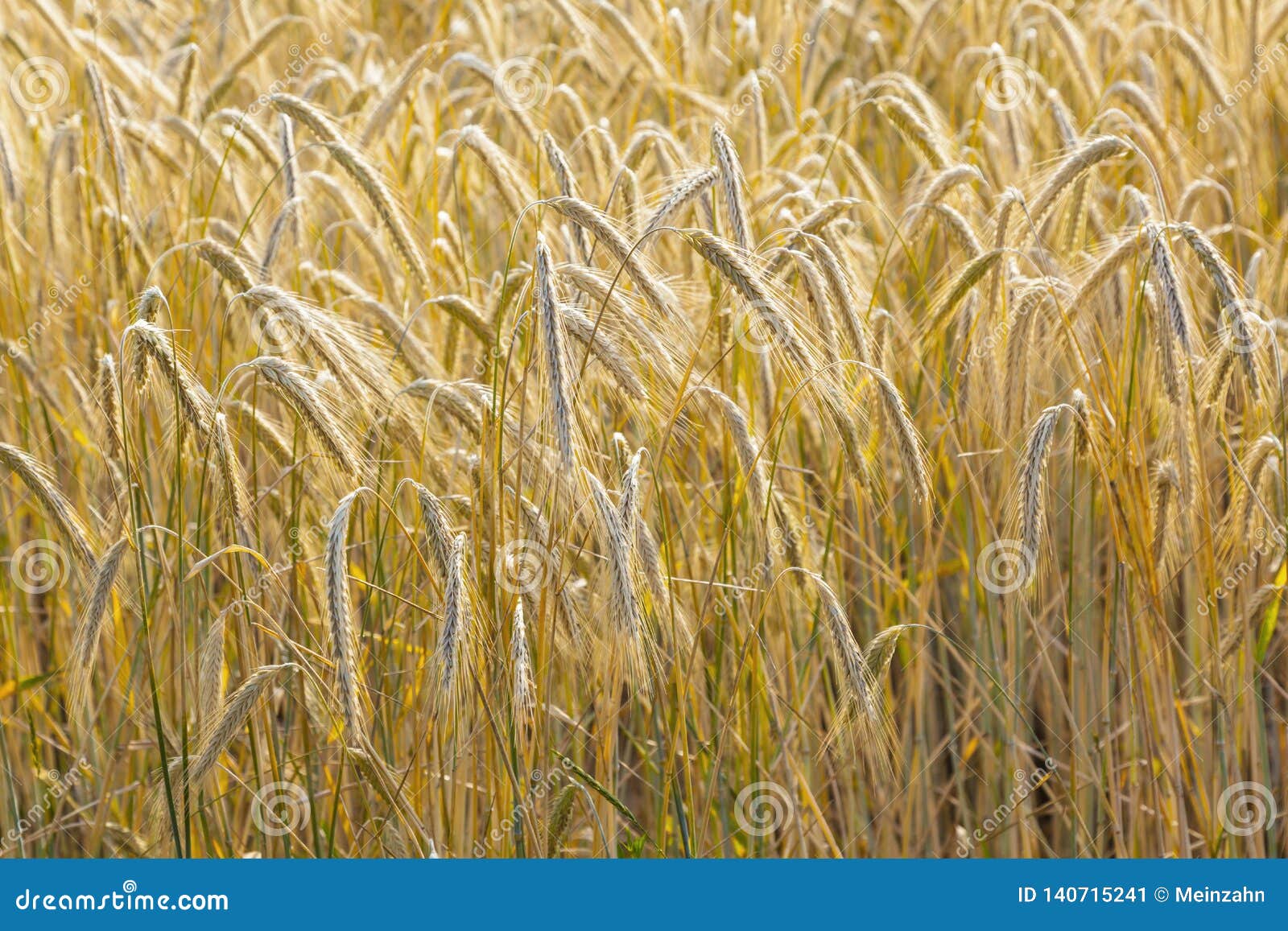 Ripe Corn Field in Golden Colors Stock Image - Image of cereal ...